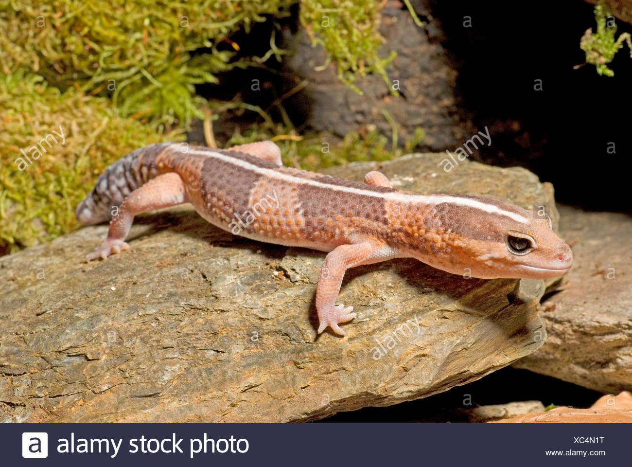 Fat Tailed Gecko High Resolution Stock Photography and Images - Alamy