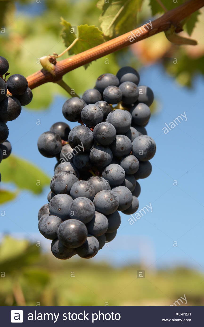 Vinifera Regent High Resolution Stock Photography and Images - Alamy