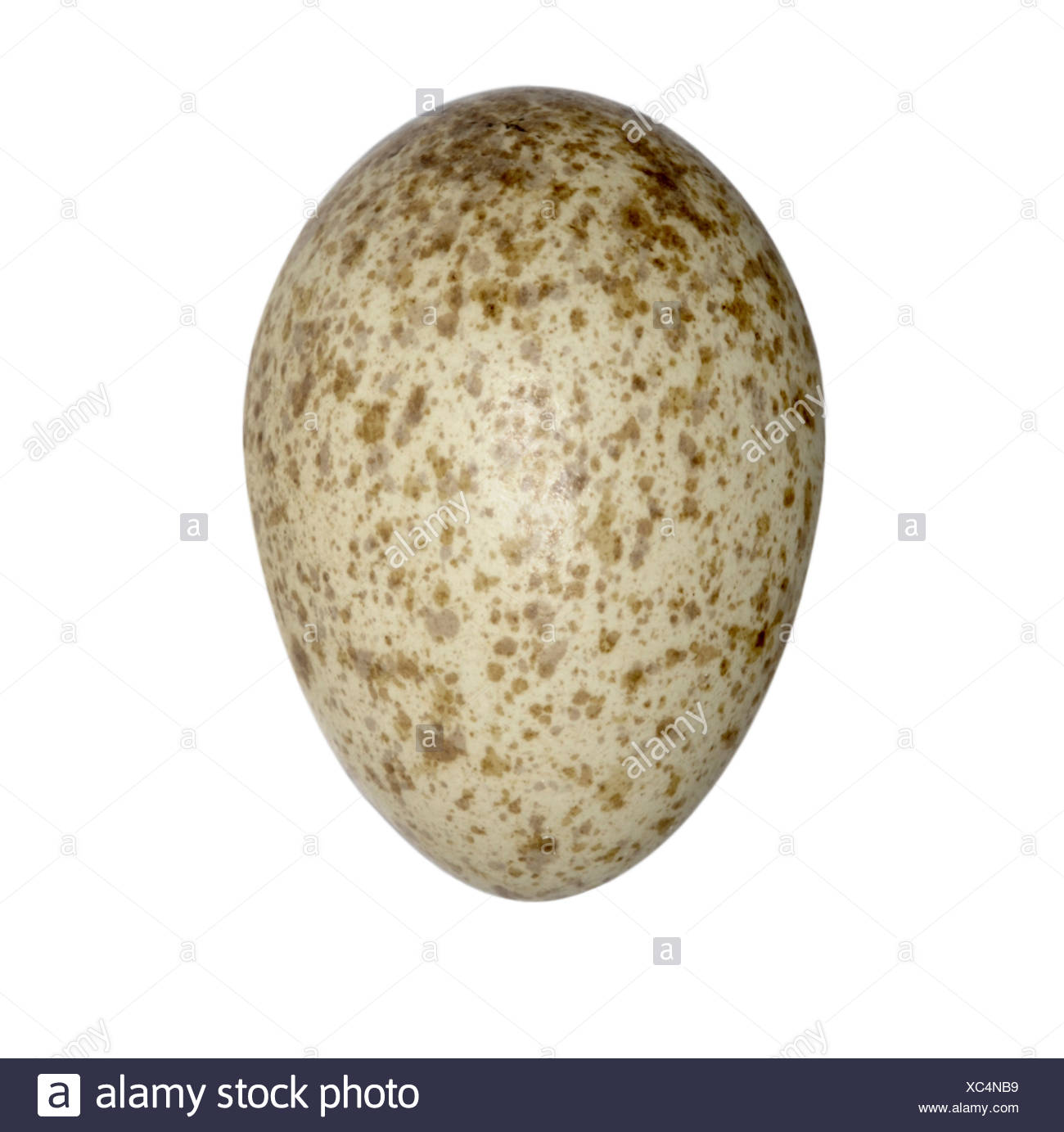 Magpie Egg Stock Photos & Magpie Egg Stock Images - Alamy
