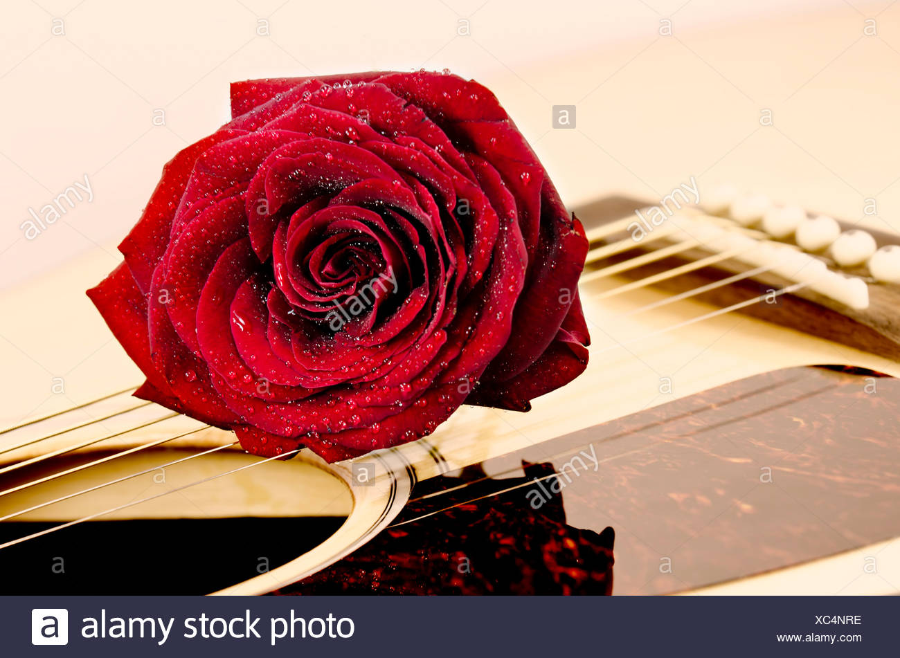 Guitar Rose High Resolution Stock Photography and Images - Alamy