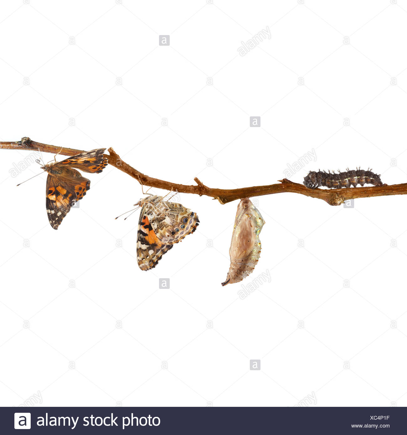 Butterfly Life Cycle High Resolution Stock Photography and Images - Alamy
