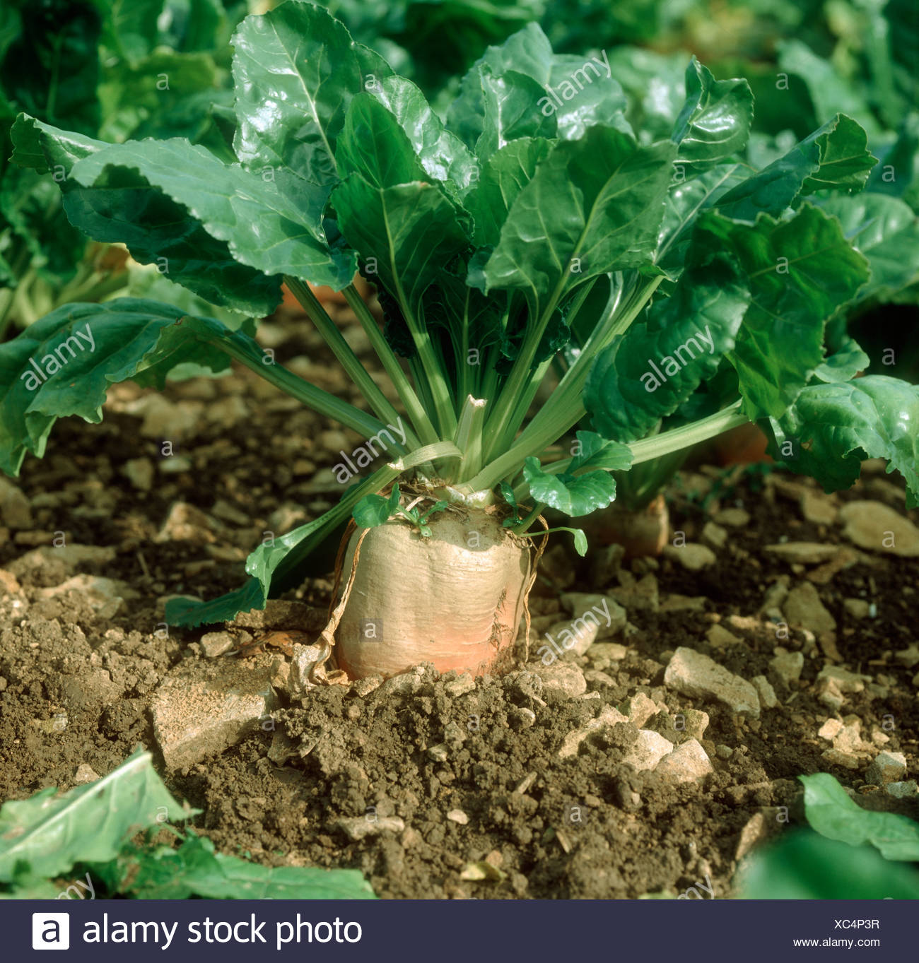Fodder Beet High Resolution Stock Photography and Images - Alamy