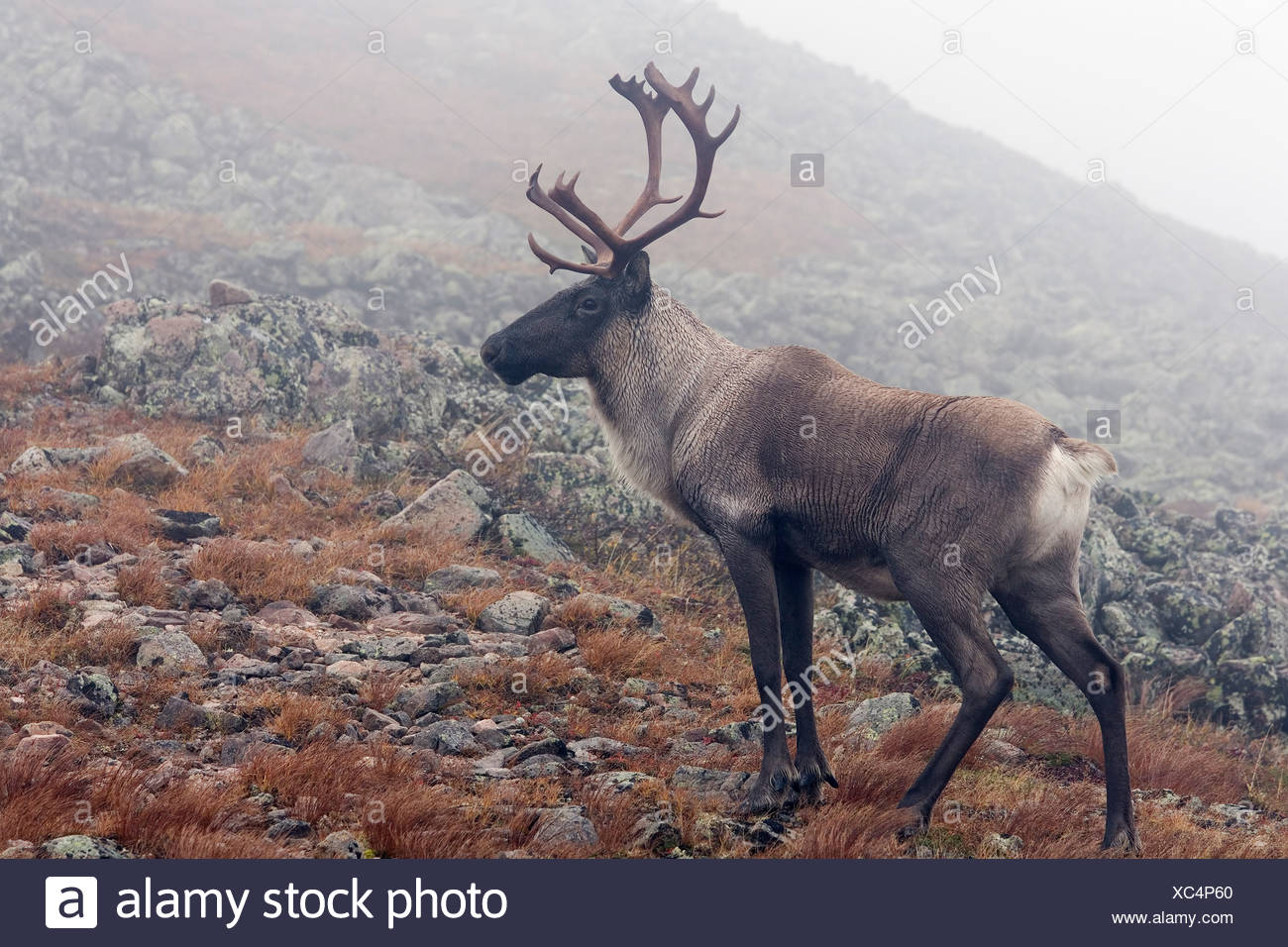Woodland Caribou Quebec Stock Photos & Woodland Caribou Quebec Stock ...