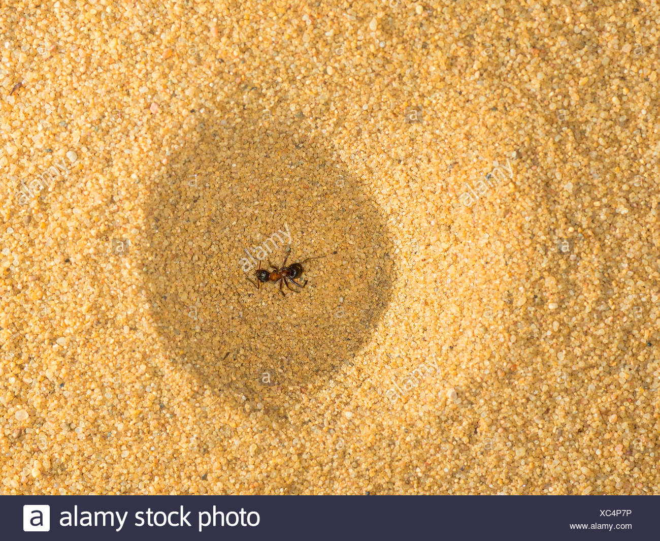 Ant Track High Resolution Stock Photography and Images - Alamy