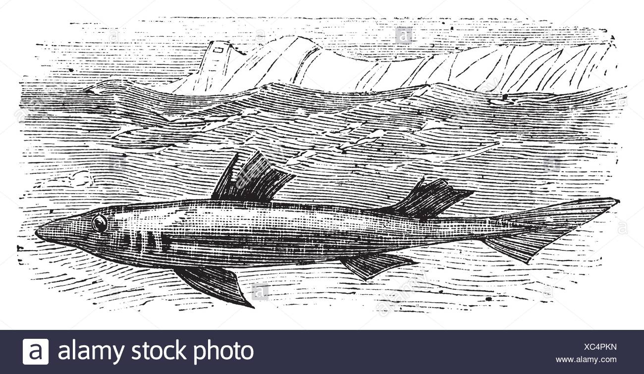 Black Dogfish Shark High Resolution Stock Photography and Images - Alamy