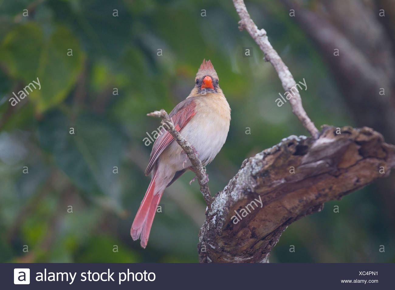 Hawaiian Cardinal High Resolution Stock Photography and Images - Alamy