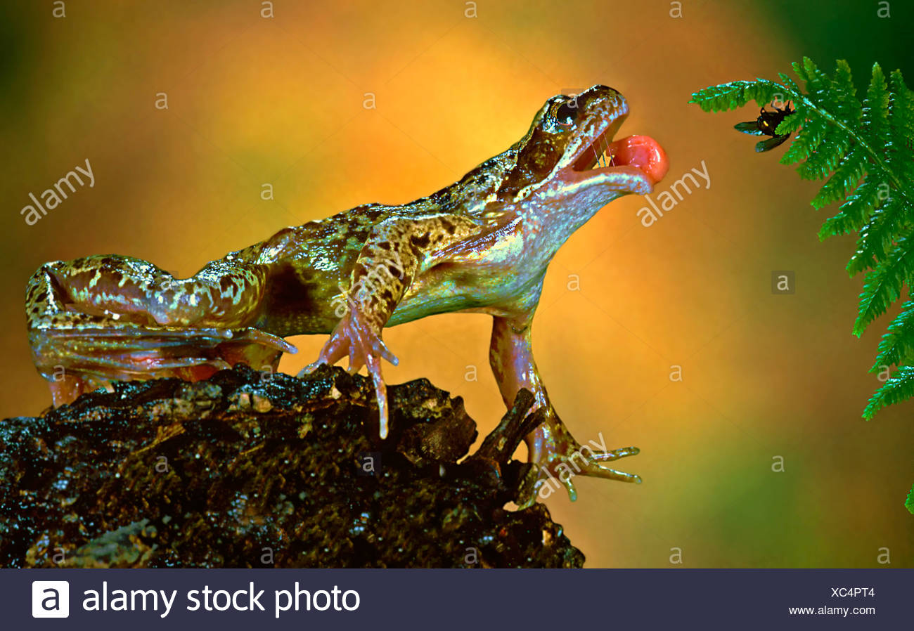 Frog Catching Fly Tongue High Resolution Stock Photography and Images ...