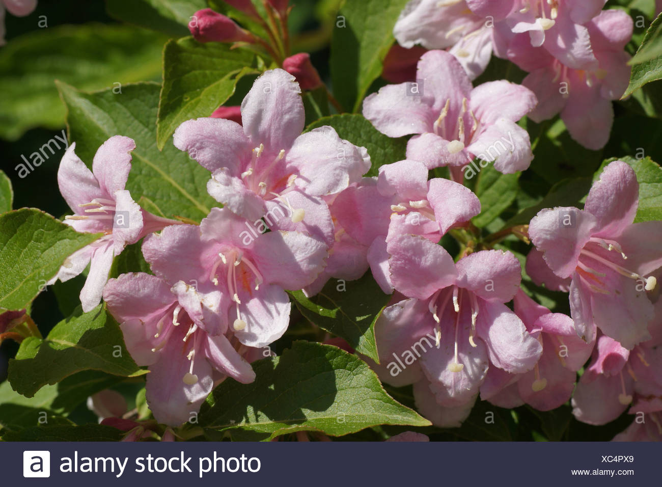 Weigelia High Resolution Stock Photography and Images - Alamy
