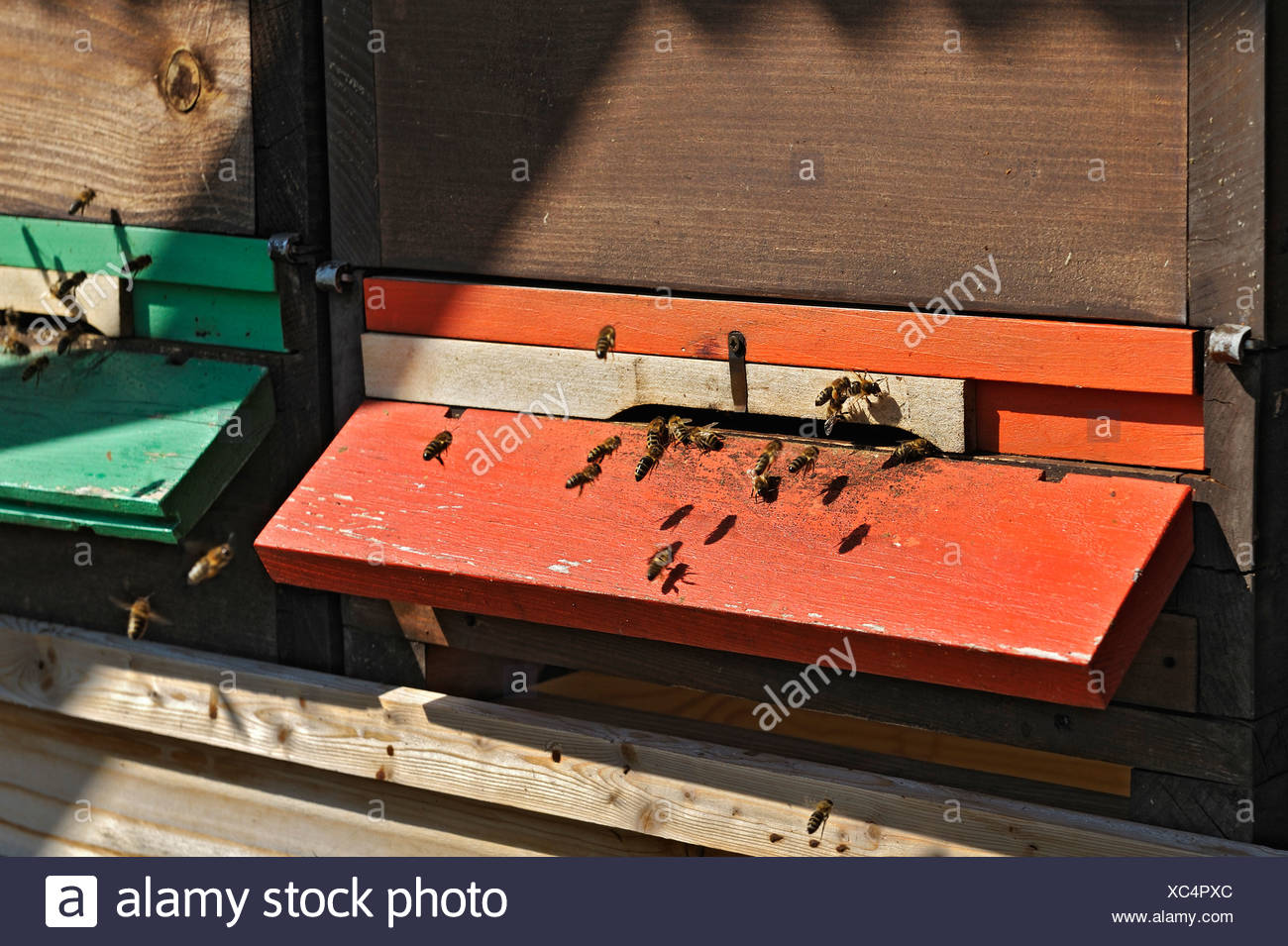 Bee Farmers And Farming Stock Photos & Bee Farmers And Farming Stock ...