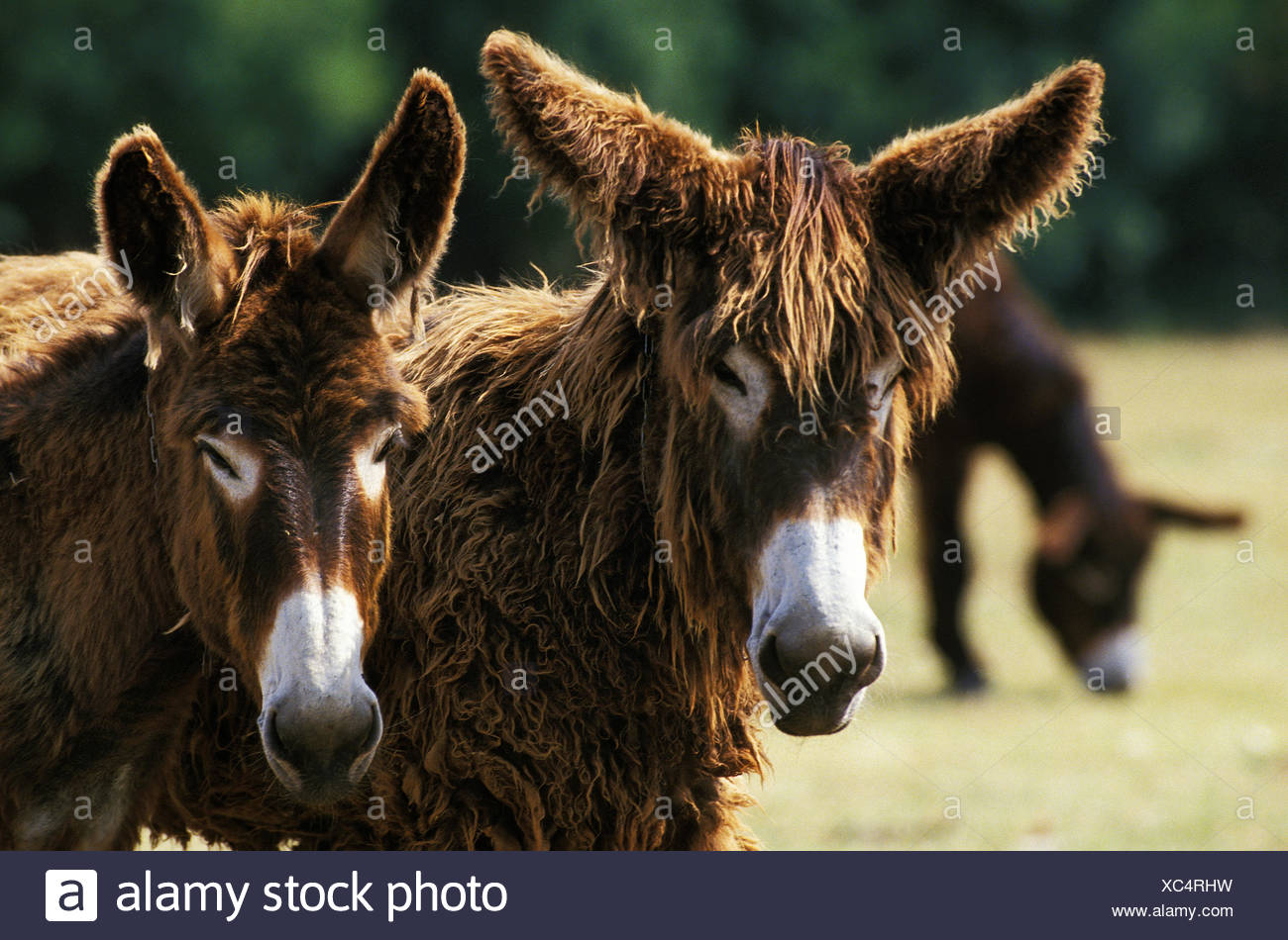 Poitou Donkey High Resolution Stock Photography and Images - Alamy
