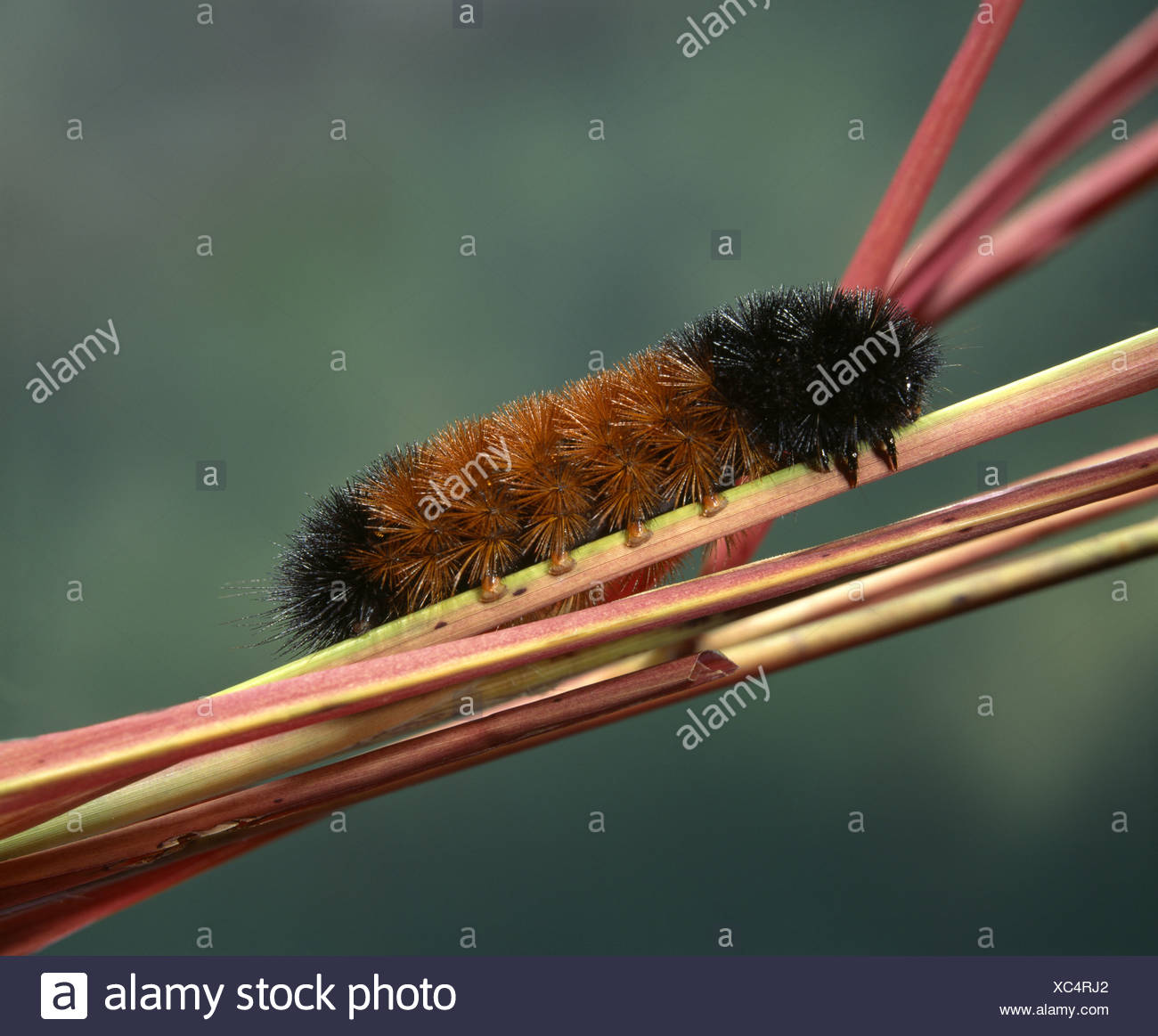 Woolly Bear Moth Stock Photos & Woolly Bear Moth Stock Images - Alamy