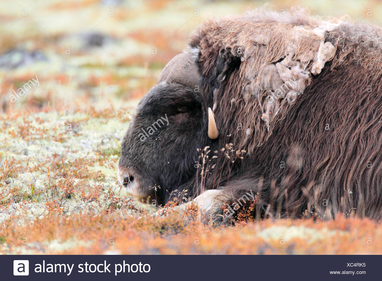 Moschustier High Resolution Stock Photography and Images - Alamy