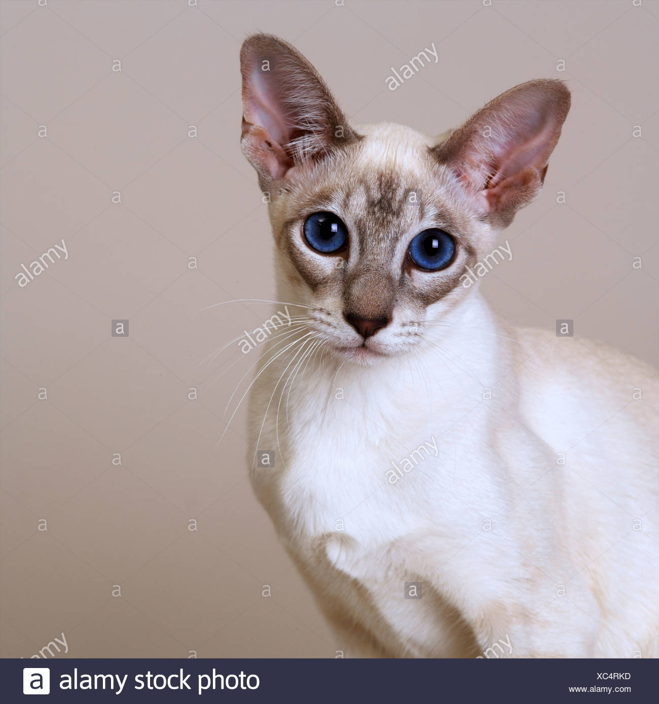 Adult Blue Point Siamese Cat High Resolution Stock Photography and ...