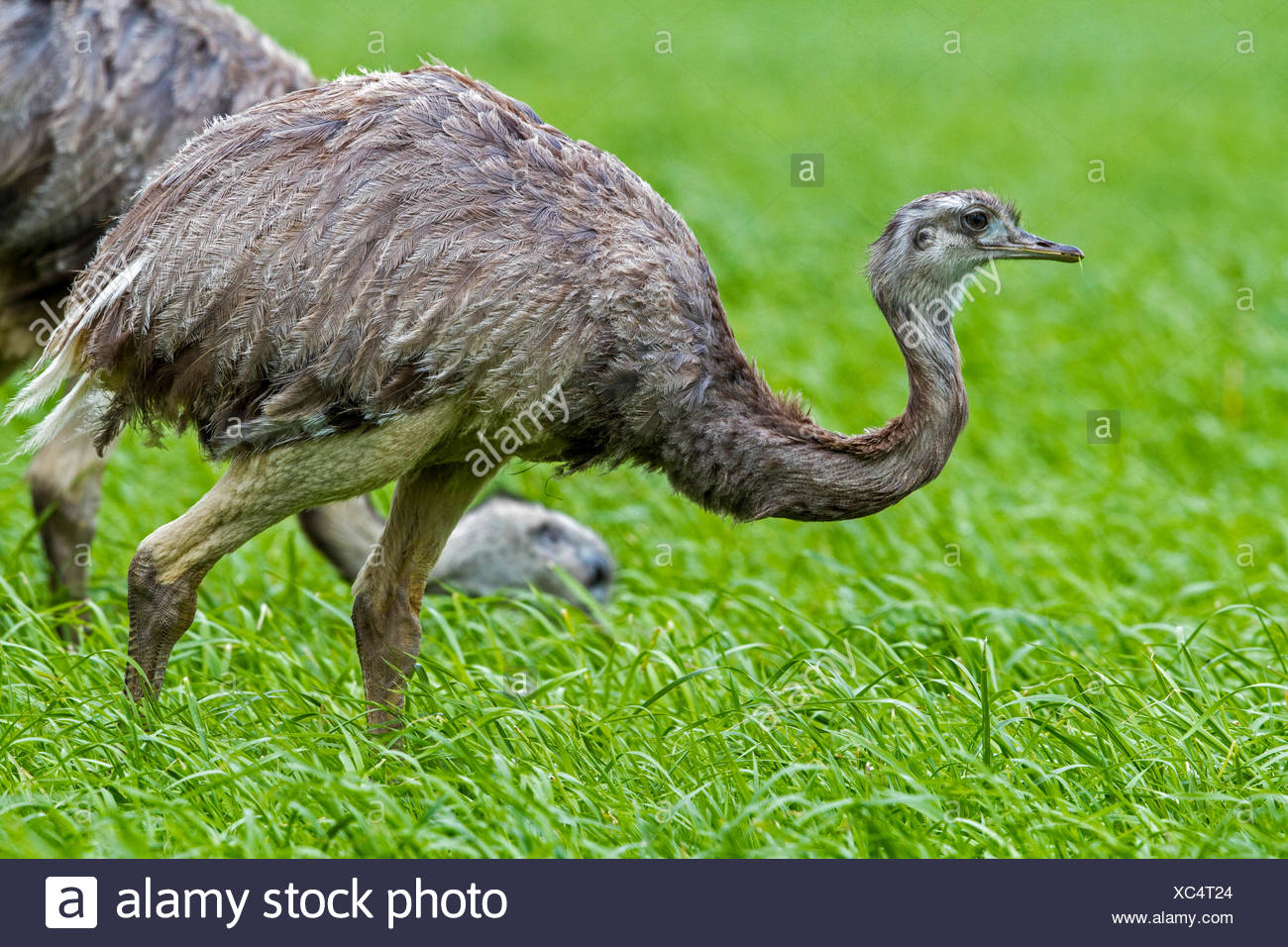 Male Rhea High Resolution Stock Photography and Images - Alamy