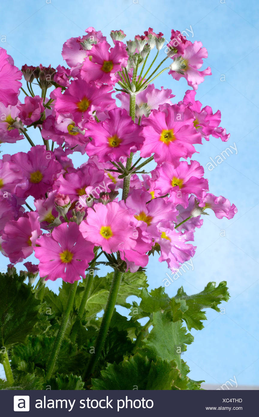 Primula Malacoides High Resolution Stock Photography and Images - Alamy