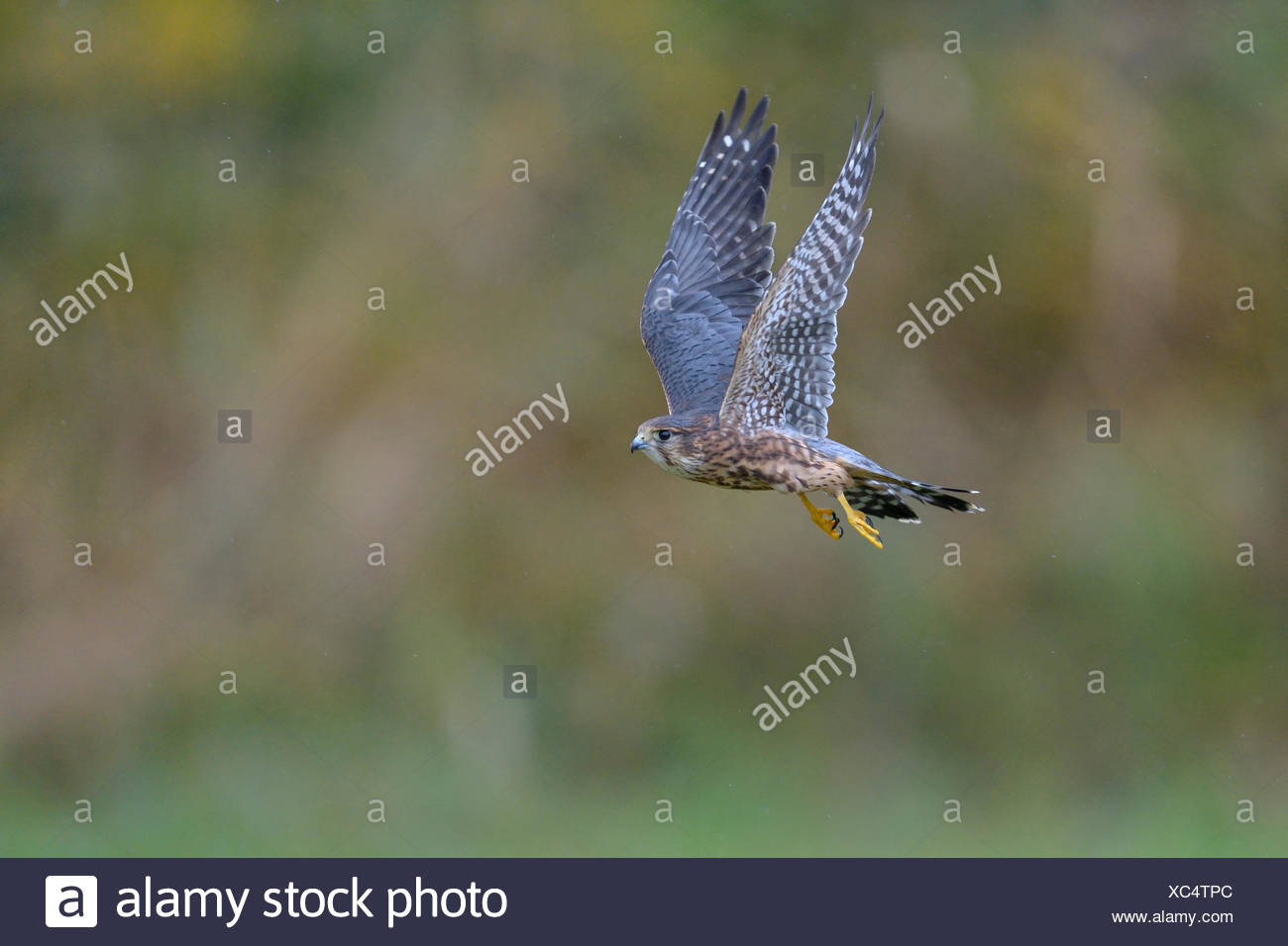 Merlin In Flight High Resolution Stock Photography and Images - Alamy