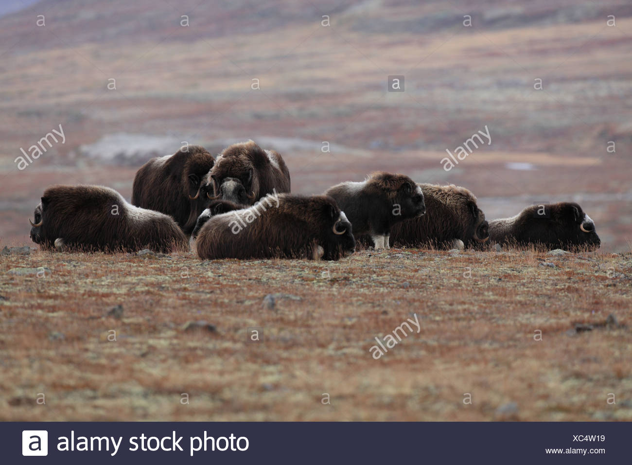 Moschustier High Resolution Stock Photography and Images - Alamy