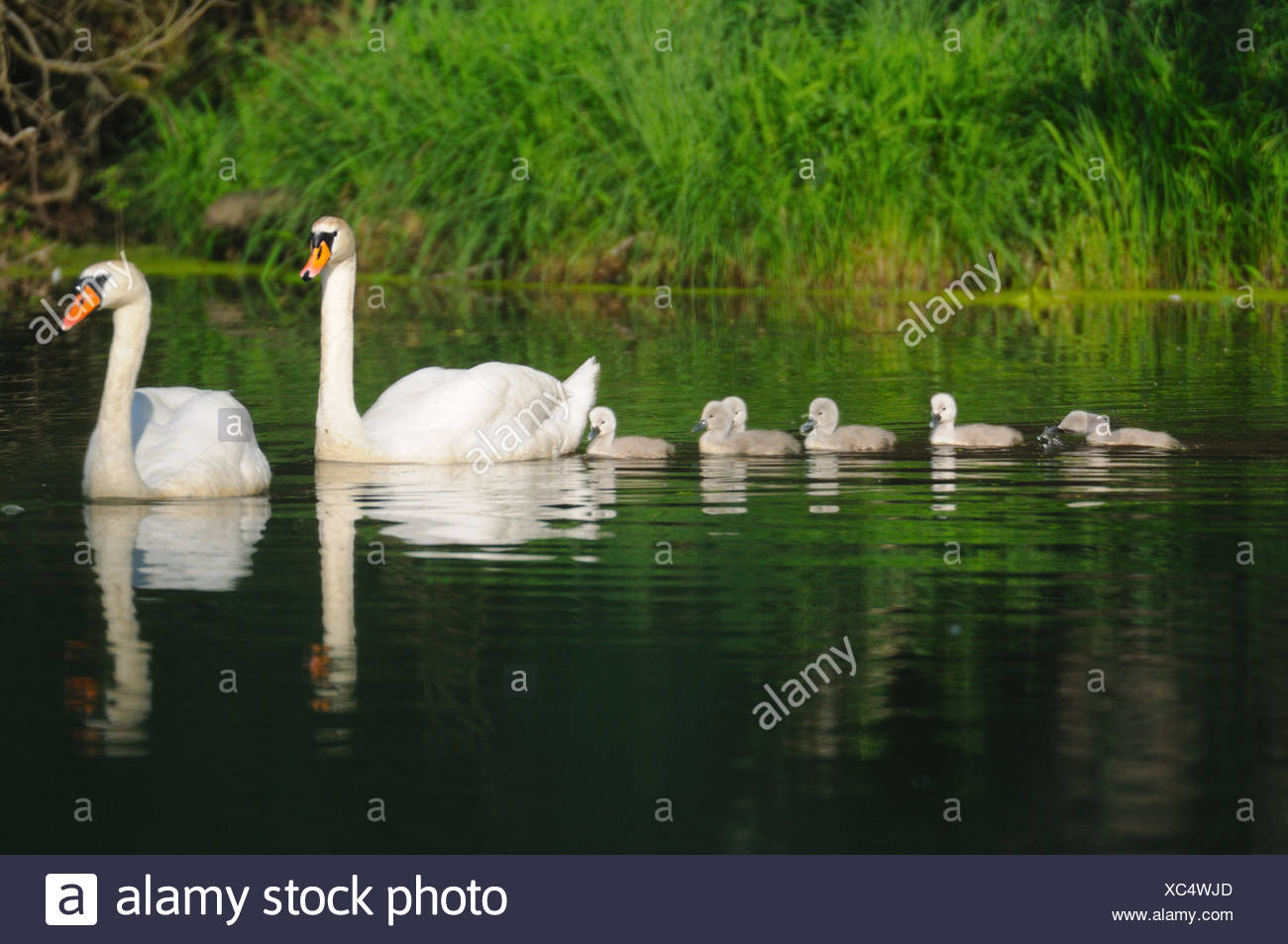 Swan Chicks Stock Photos & Swan Chicks Stock Images - Alamy