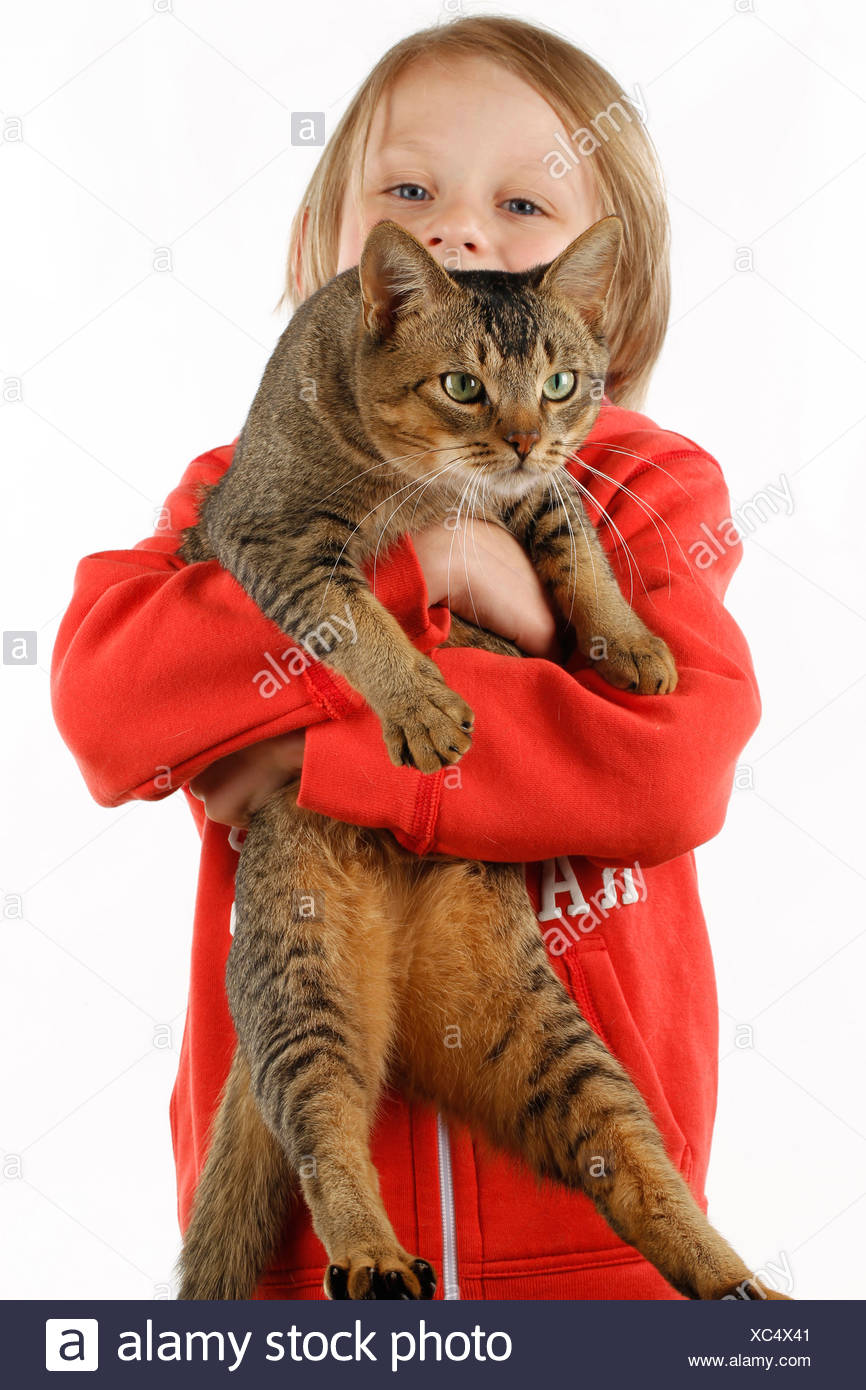 Domestic Cat Child Carrying Adult High Resolution Stock Photography and ...