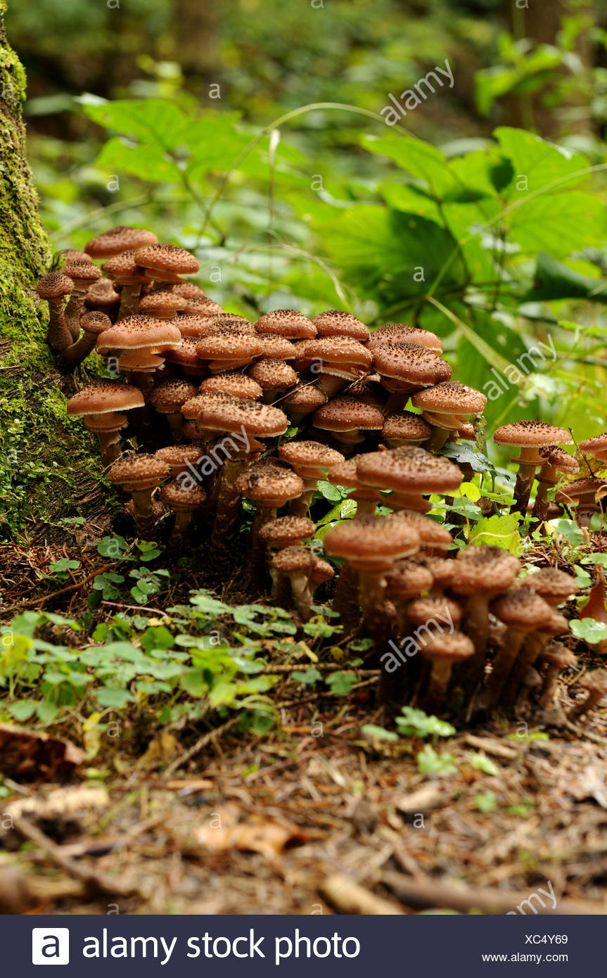Dark Honey Fungus Armillaria Solidipes High Resolution Stock ...