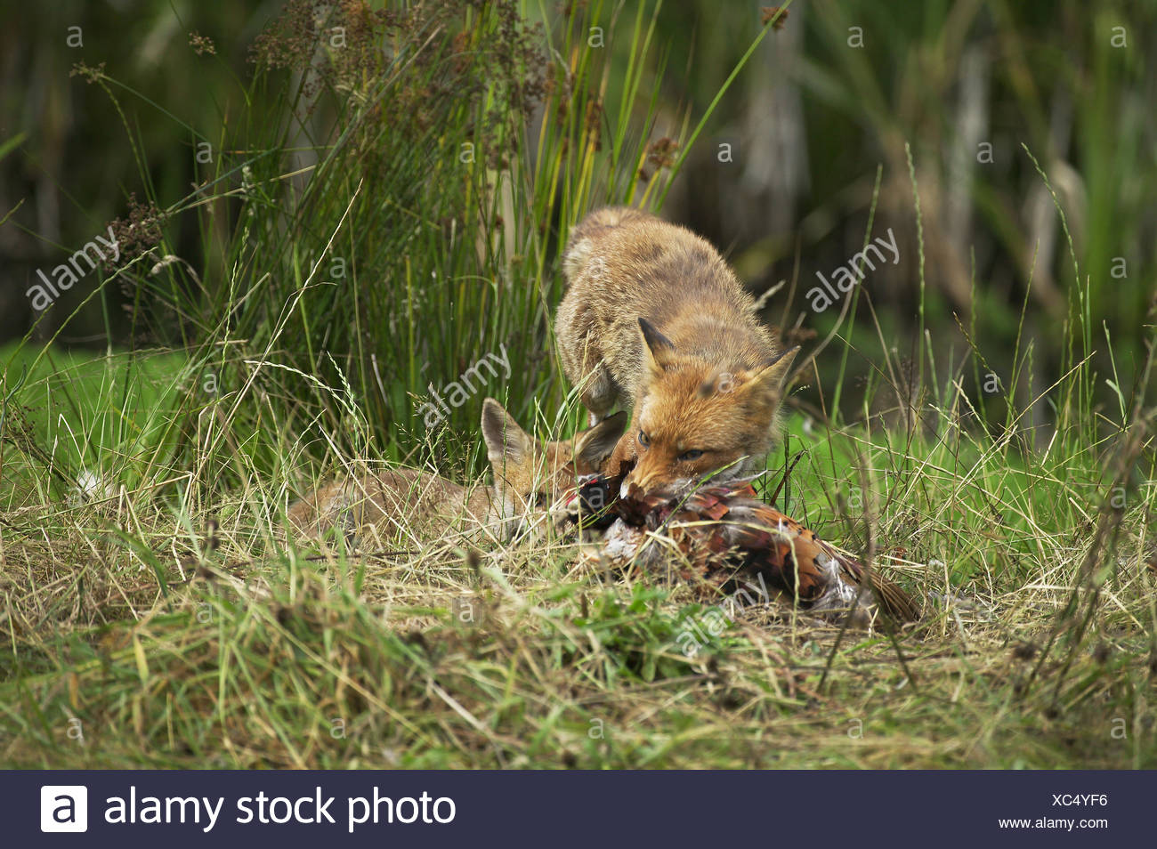 The Fox And Pheasant High Resolution Stock Photography and Images - Alamy