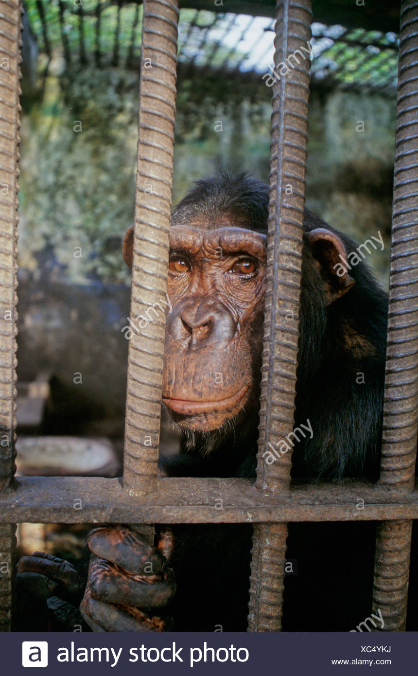 Chimpanzee Bars High Resolution Stock Photography and Images - Alamy