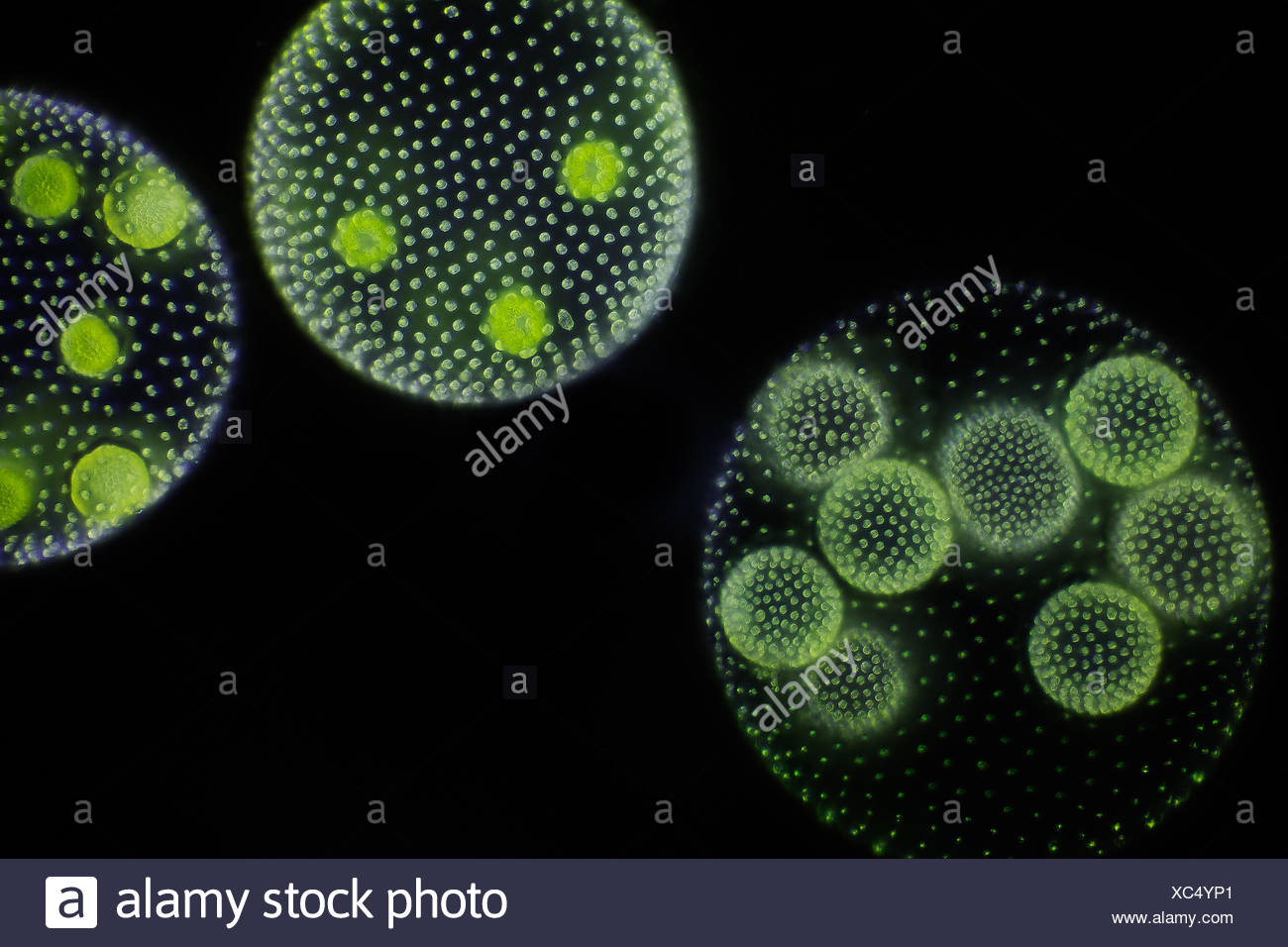 Volvox Aureus Volvox Aureus High Resolution Stock Photography and ...