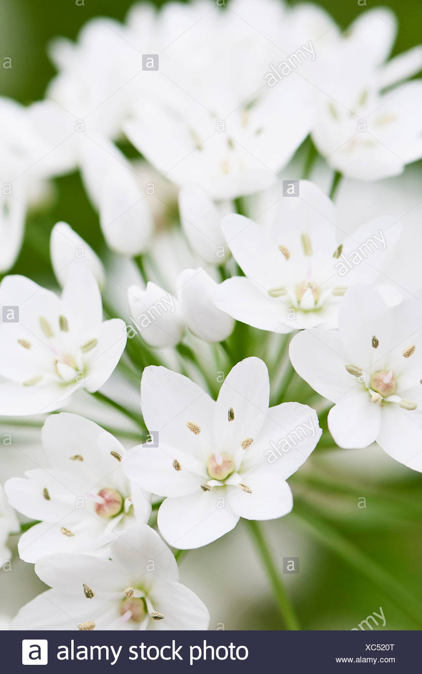 White Star Cluster High Resolution Stock Photography and Images - Alamy