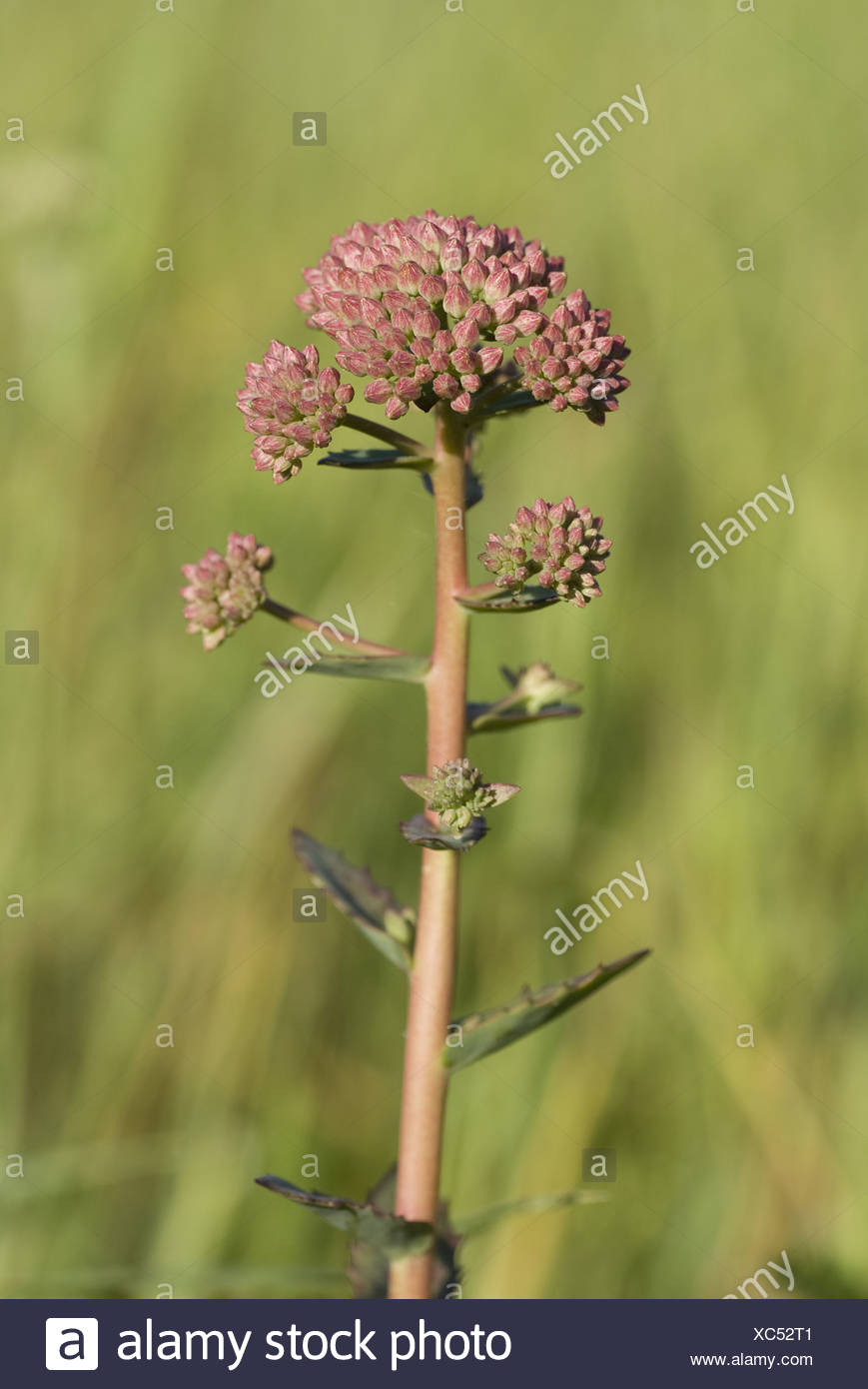 Telephium High Resolution Stock Photography and Images - Alamy