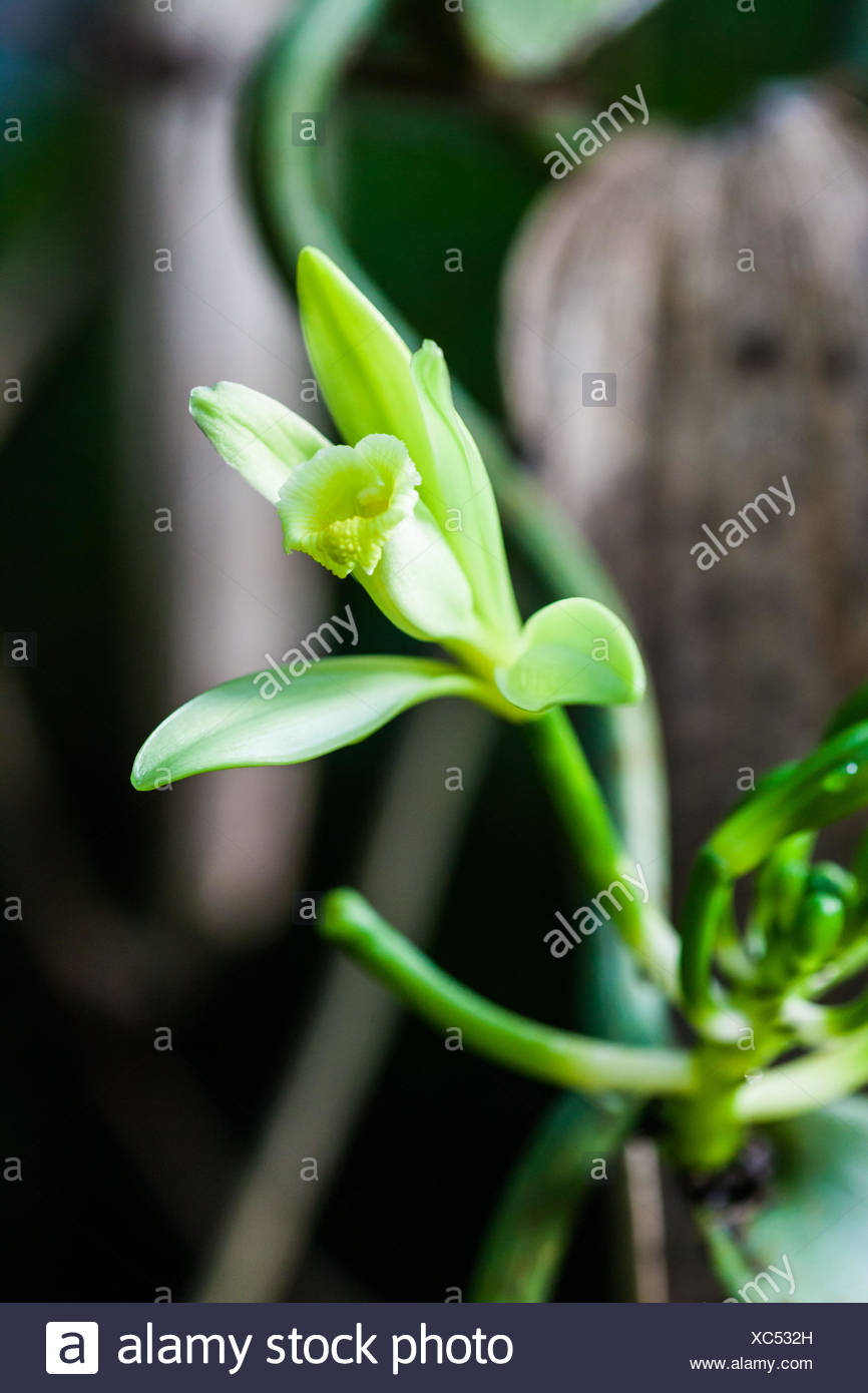 Vanilla Plant High Resolution Stock Photography and Images - Alamy