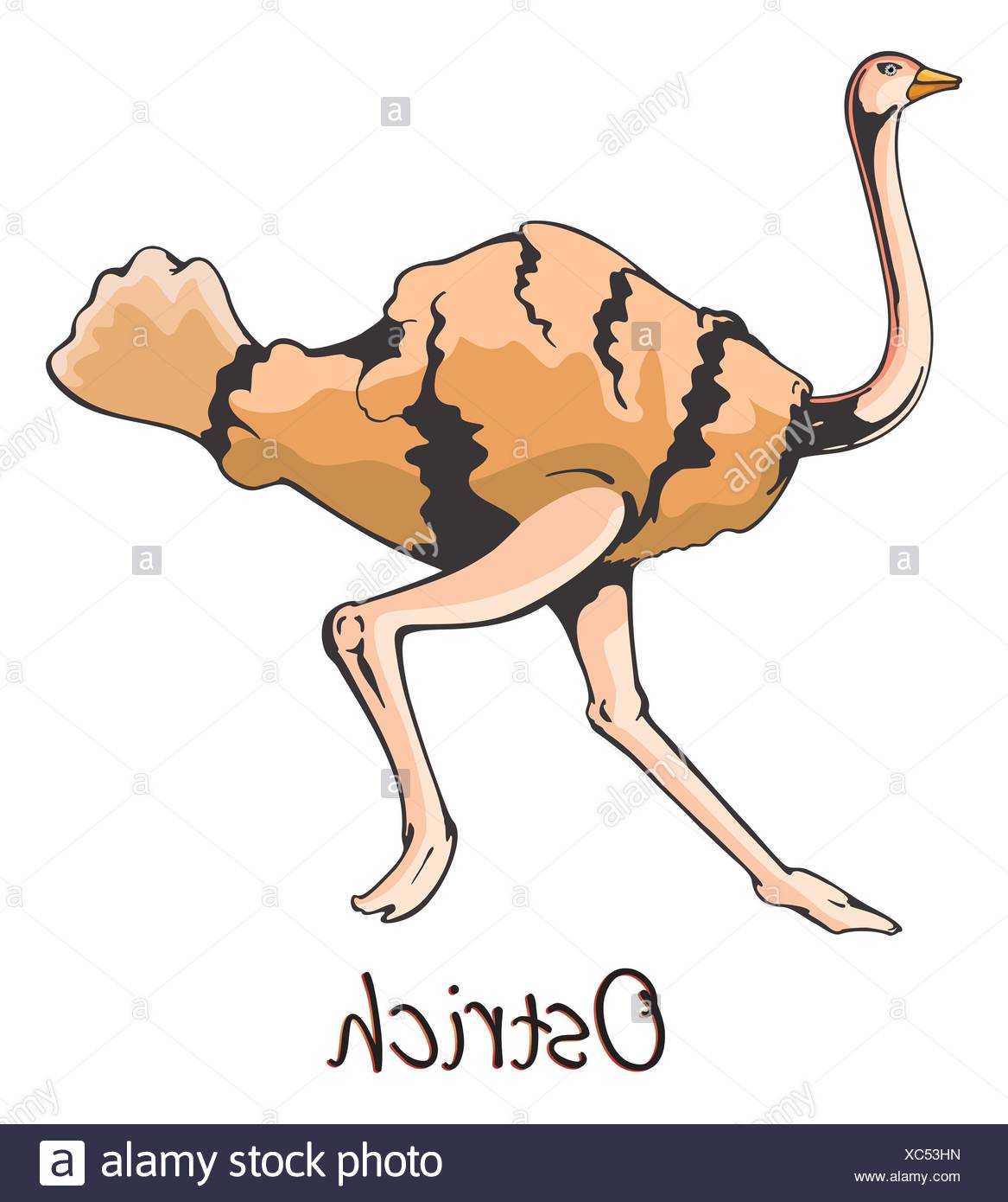 Drawing Of An Ostrich High Resolution Stock Photography and Images - Alamy
