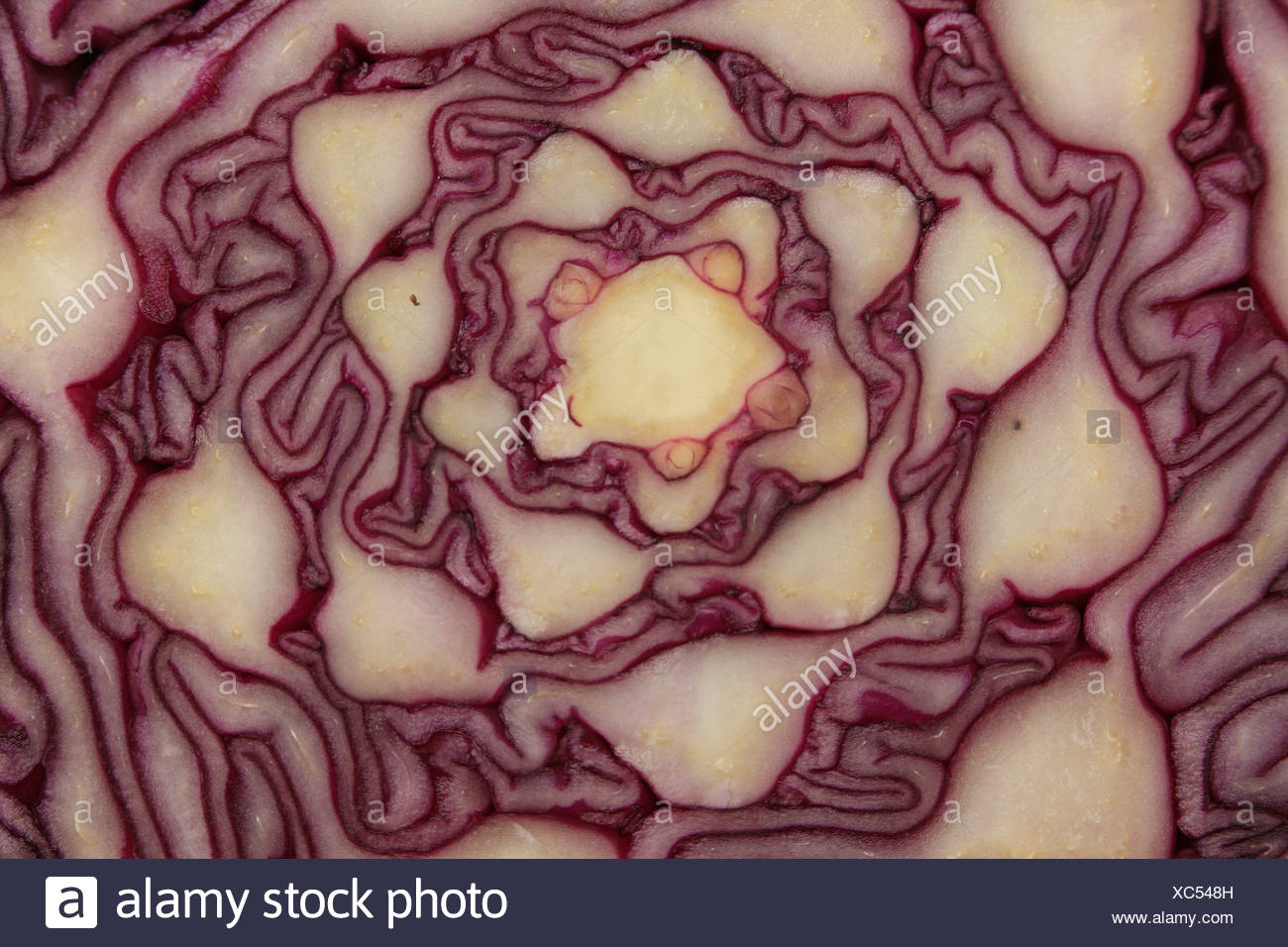 Cross Section Close Up Red Cabbage High Resolution Stock Photography ...