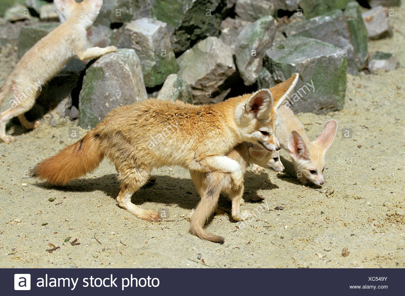 Fennec Fox Fennecus Zerda Vulpes High Resolution Stock Photography and ...