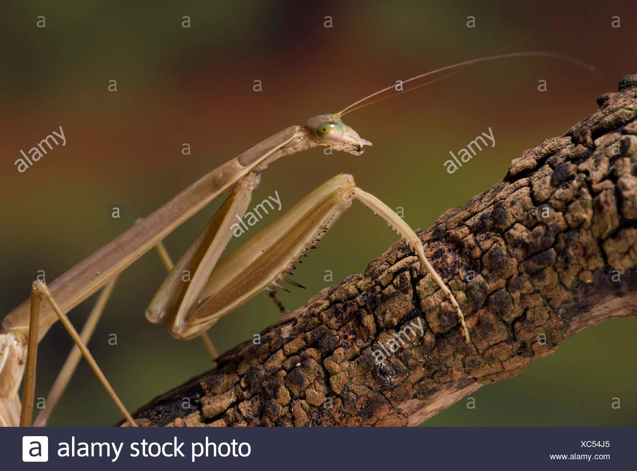 Praying Animal Stock Photos & Praying Animal Stock Images - Alamy
