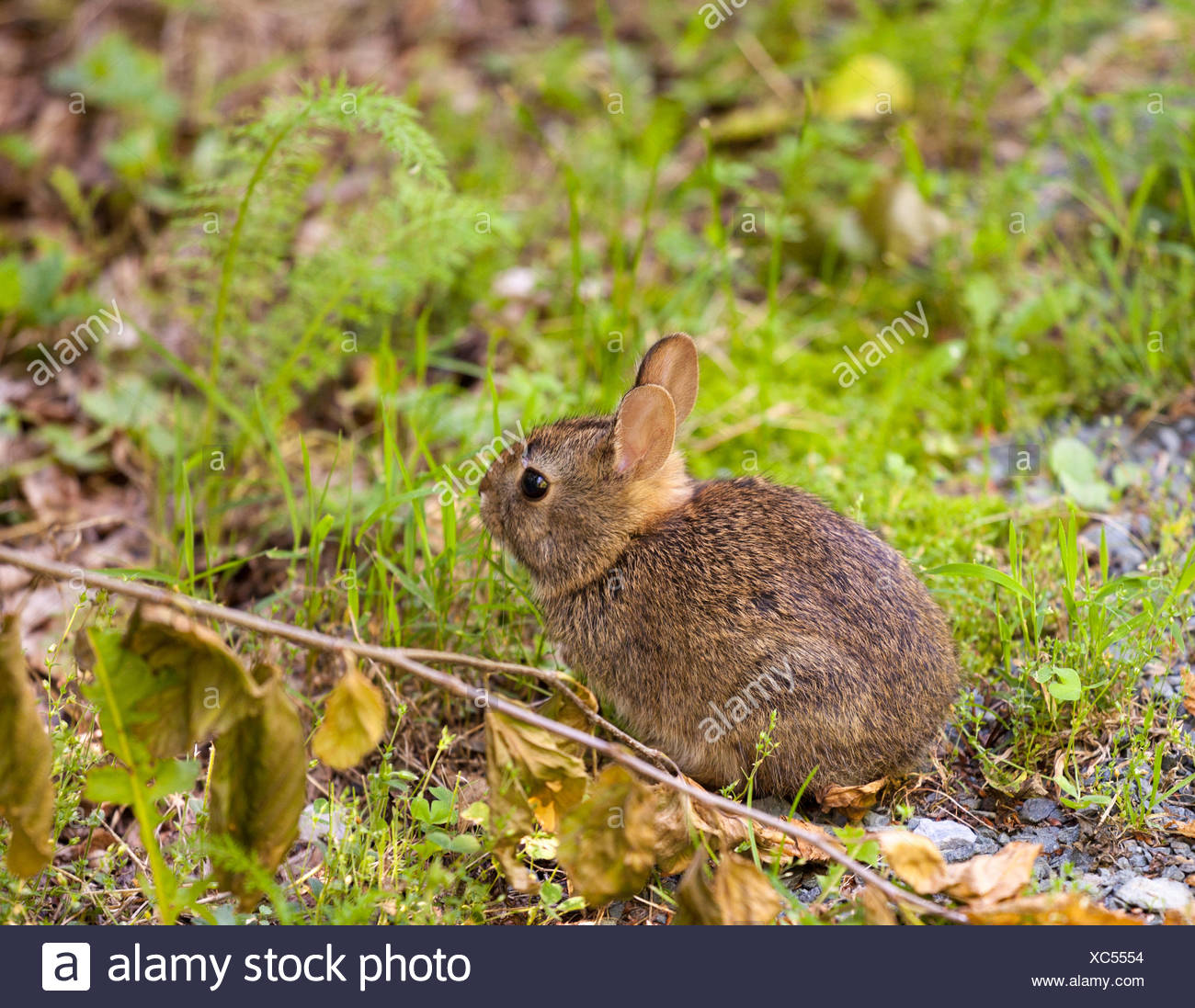 Baby Rabbit Forest High Resolution Stock Photography and Images - Alamy