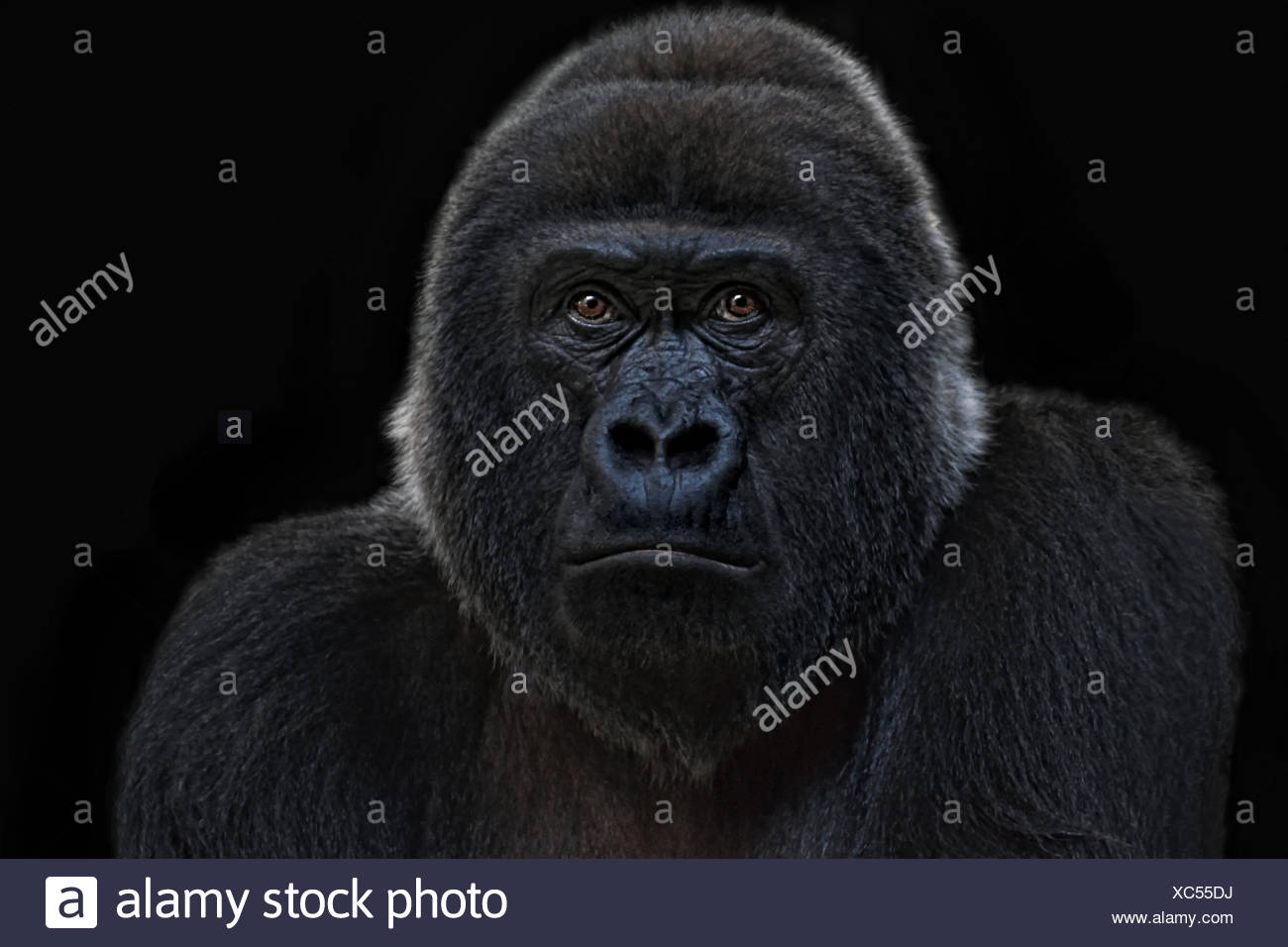 Female Gorilla Stock Photos & Female Gorilla Stock Images - Alamy