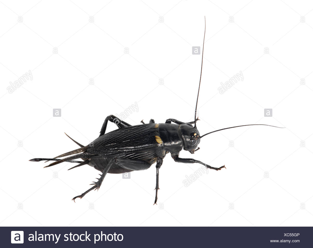 Cricket Field Stock Photos & Cricket Field Stock Images - Alamy