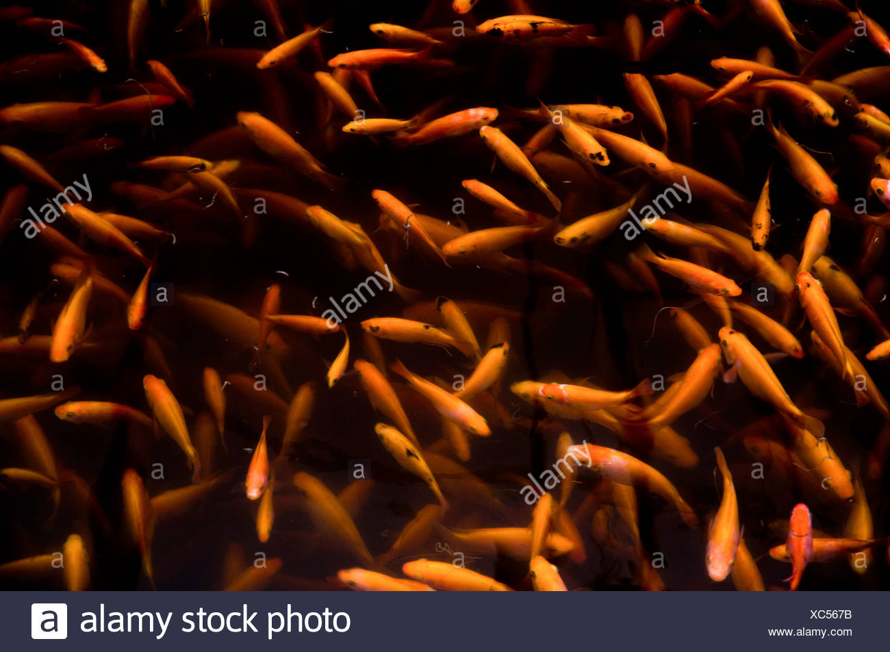 Inbred High Resolution Stock Photography and Images - Alamy