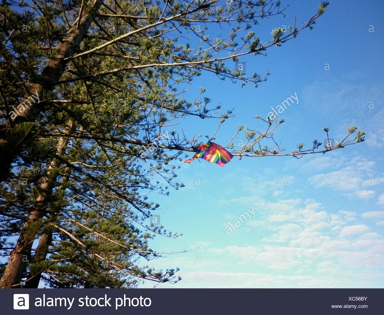 Kite Stuck In Tree High Resolution Stock Photography and Images - Alamy