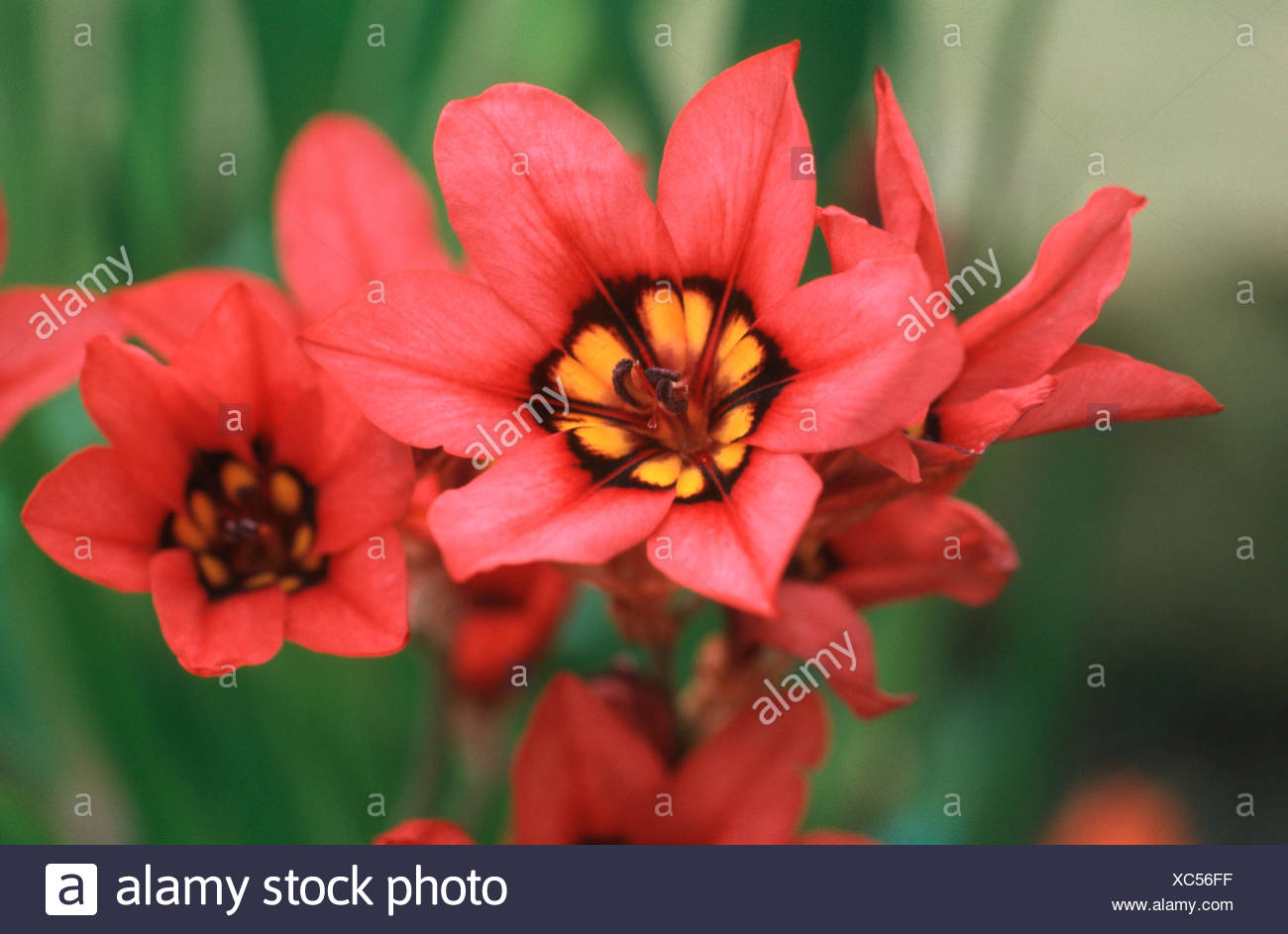 Sparaxis Stock Photos & Sparaxis Stock Images - Alamy