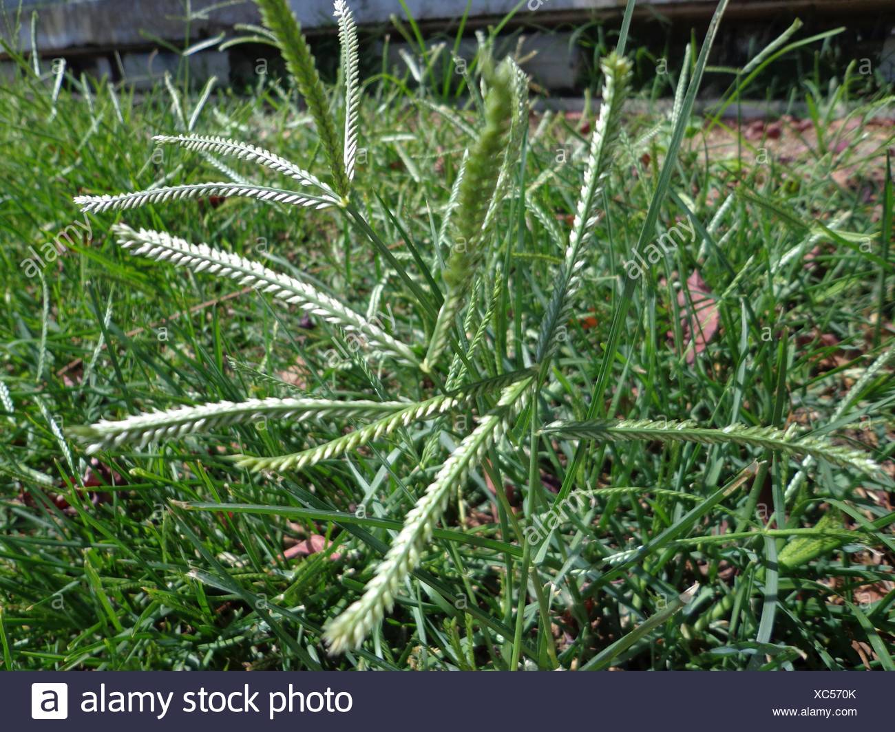 Cynodon Dactylon High Resolution Stock Photography and Images - Alamy