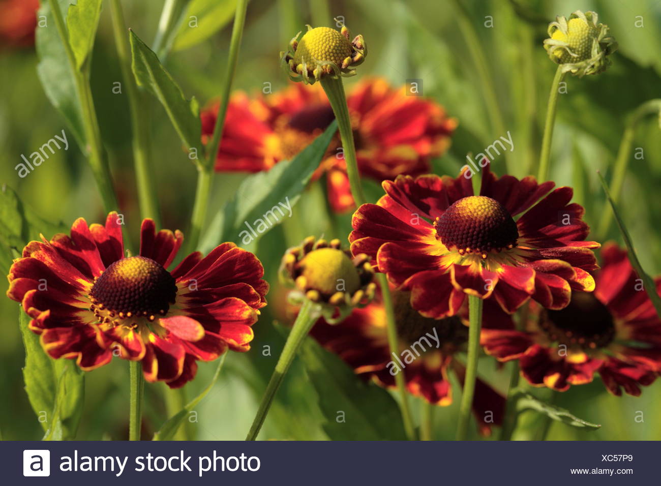 Helenium Hybrid Flammenrad High Resolution Stock Photography and Images ...