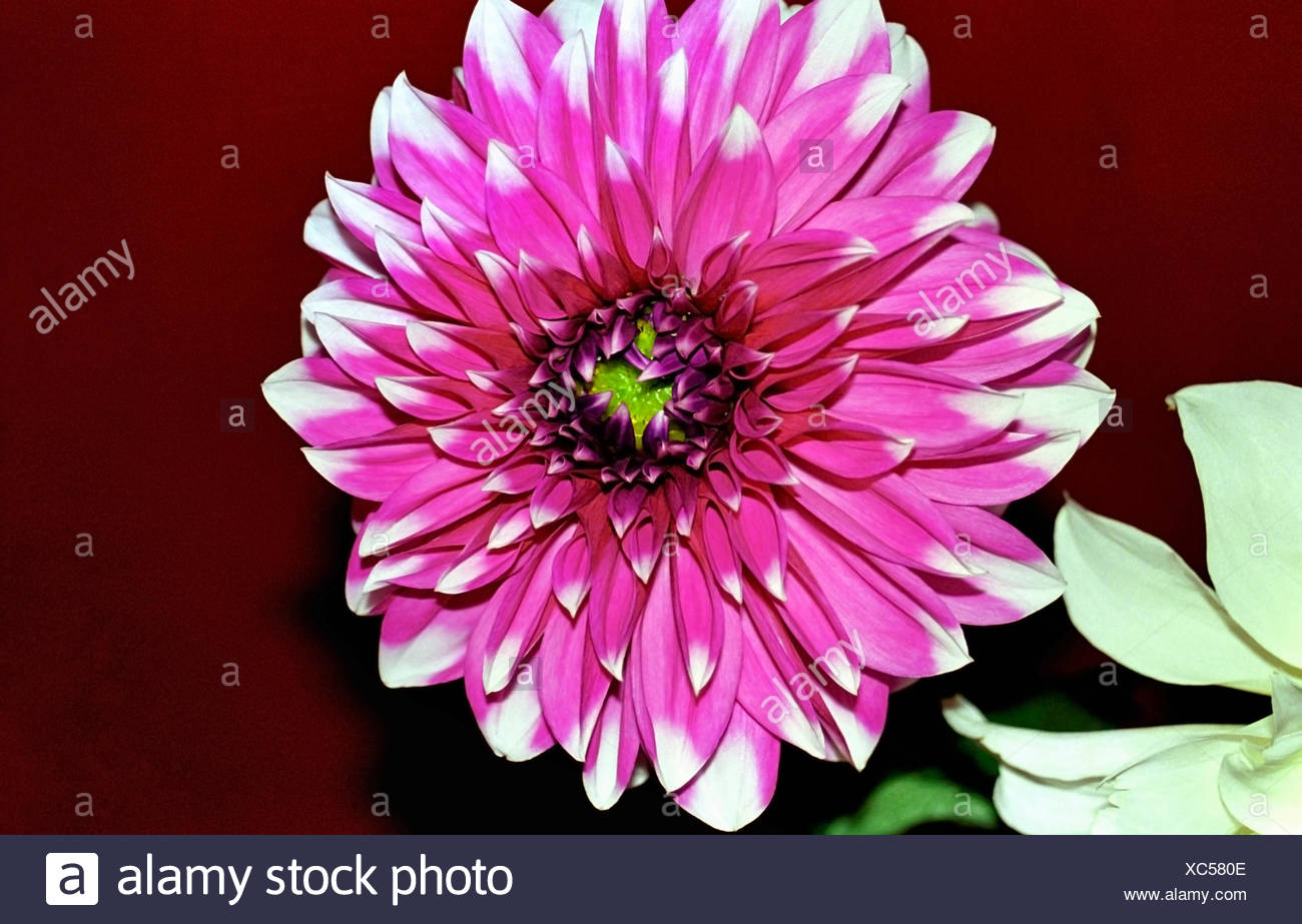 Indian Dahlia High Resolution Stock Photography and Images - Alamy