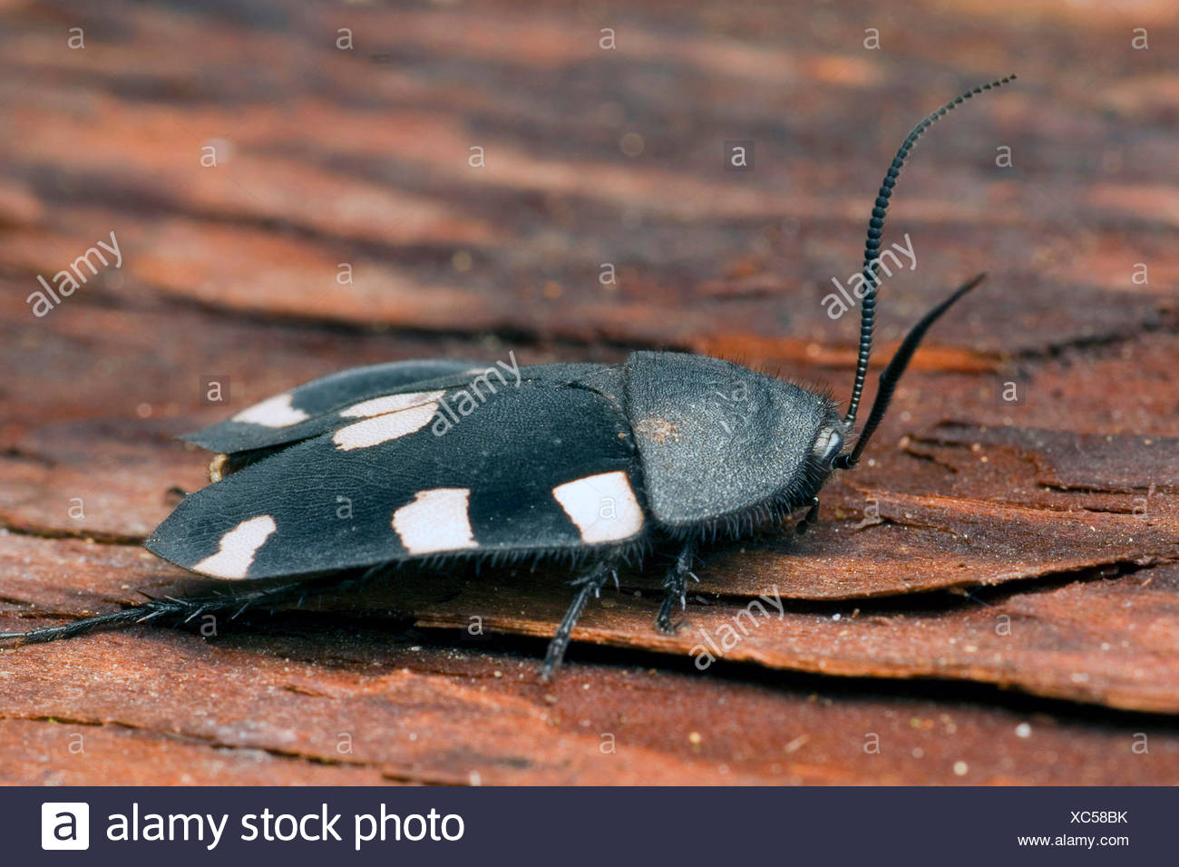 Indian Domino High Resolution Stock Photography and Images - Alamy