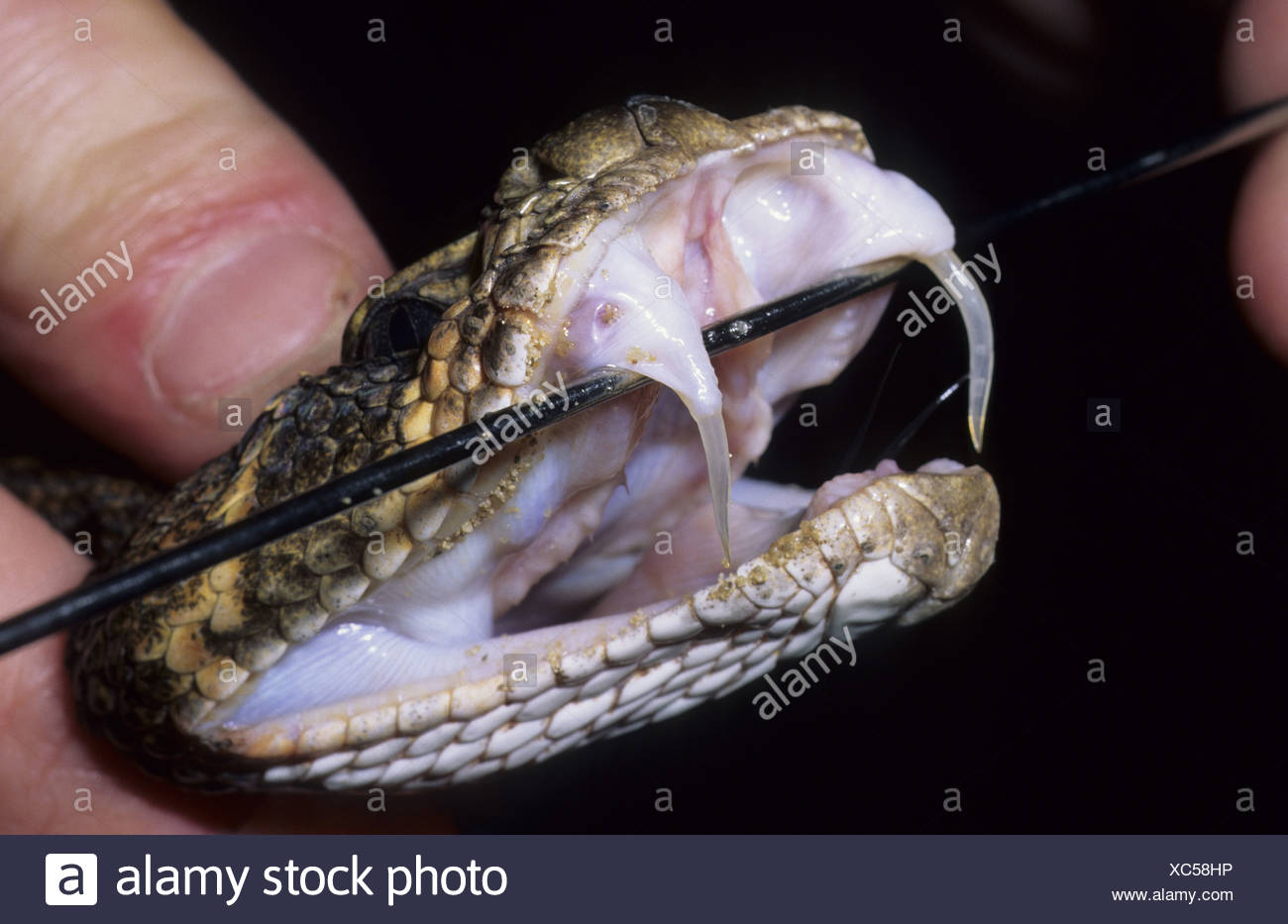 Rattlesnake Fangs Stock Photos & Rattlesnake Fangs Stock Images - Alamy