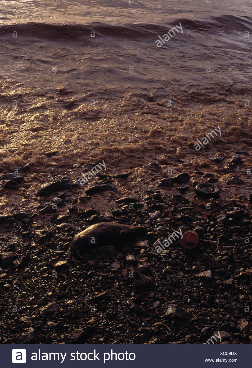 Seal Animal Oil High Resolution Stock Photography and Images - Alamy