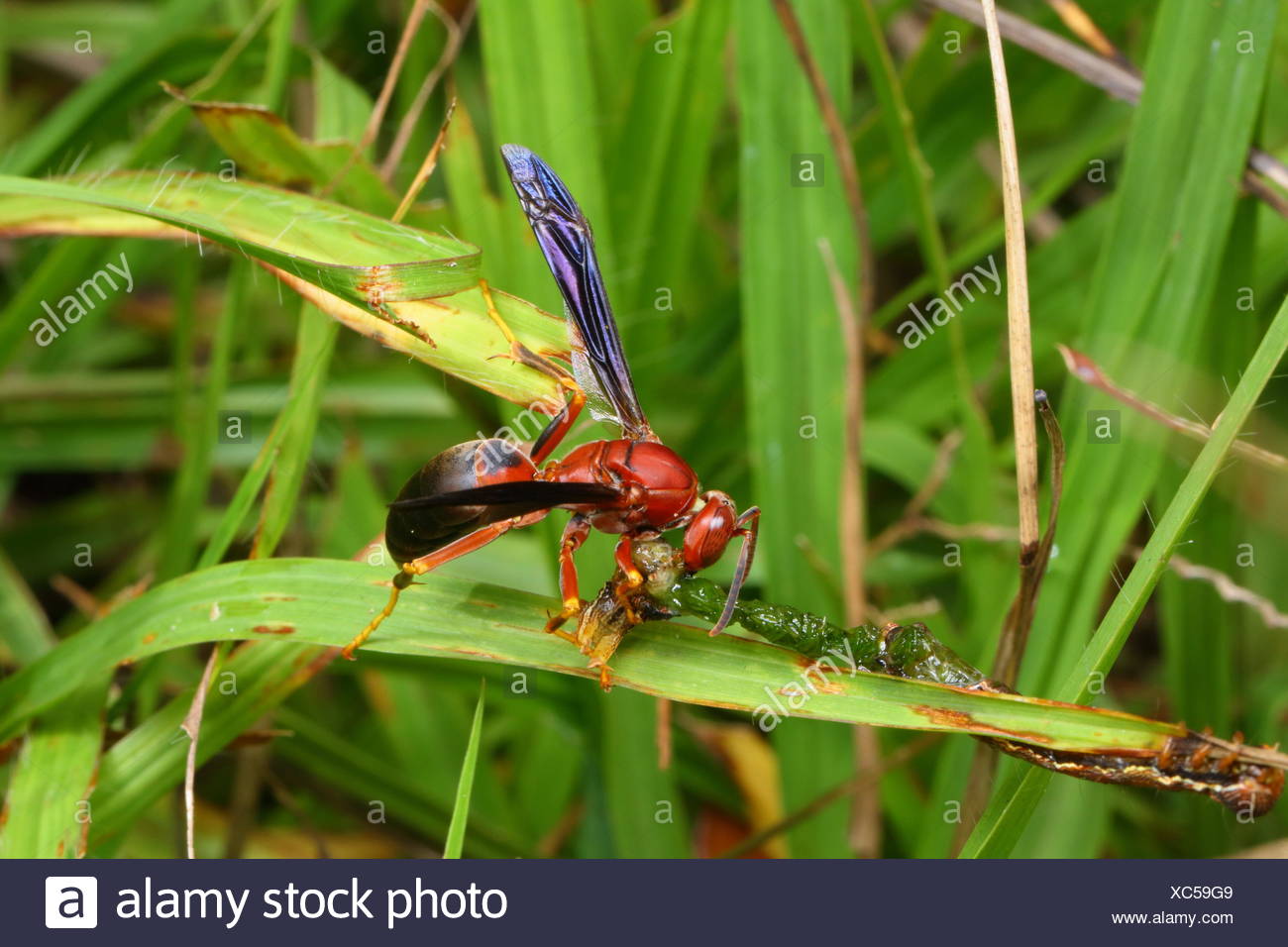 Species Of Paper Wasp High Resolution Stock Photography and Images - Alamy
