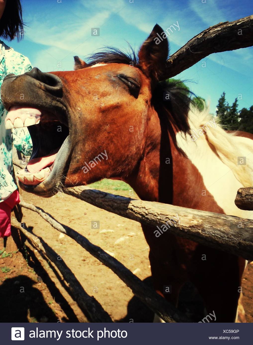 Horse Neighing High Resolution Stock Photography and Images - Alamy