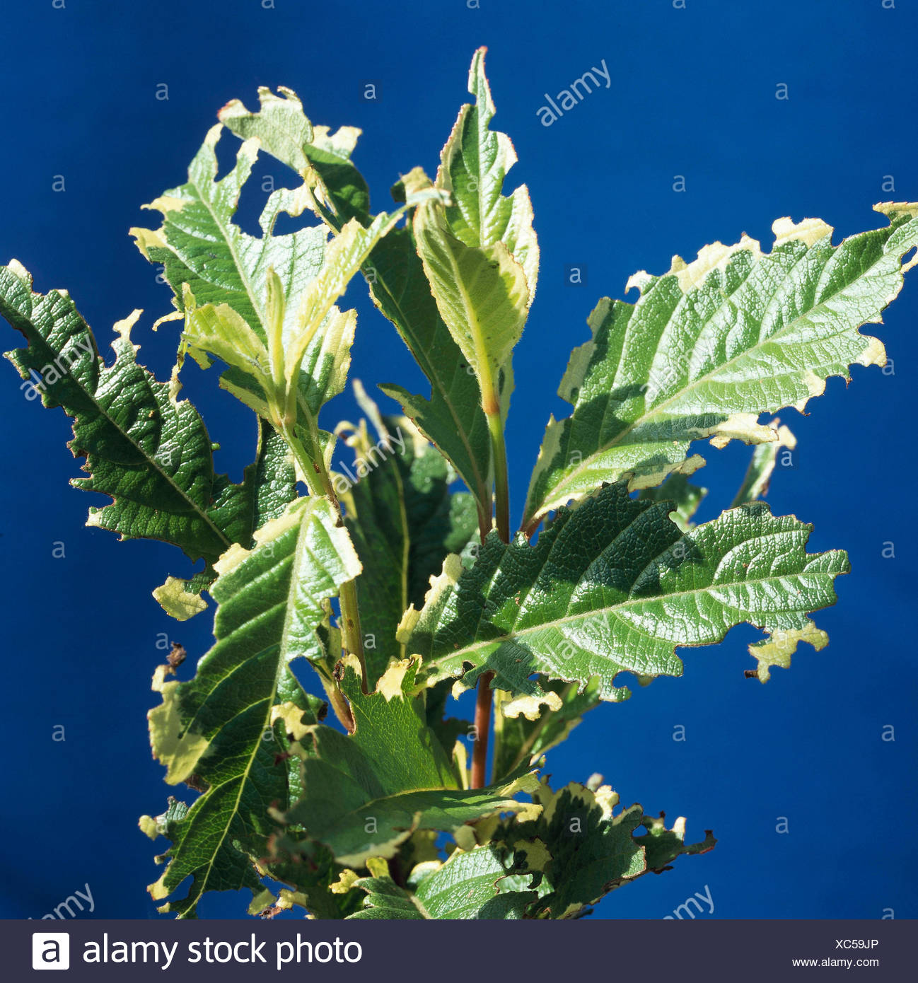 Vine Weevil Damage High Resolution Stock Photography and Images - Alamy
