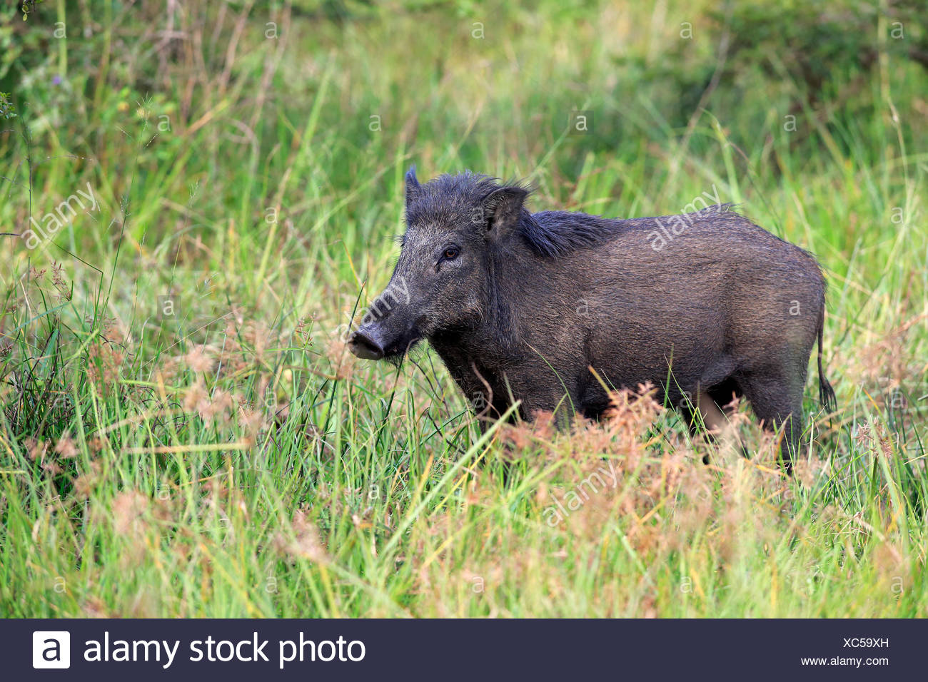 Indian Wild Boars High Resolution Stock Photography and Images - Alamy